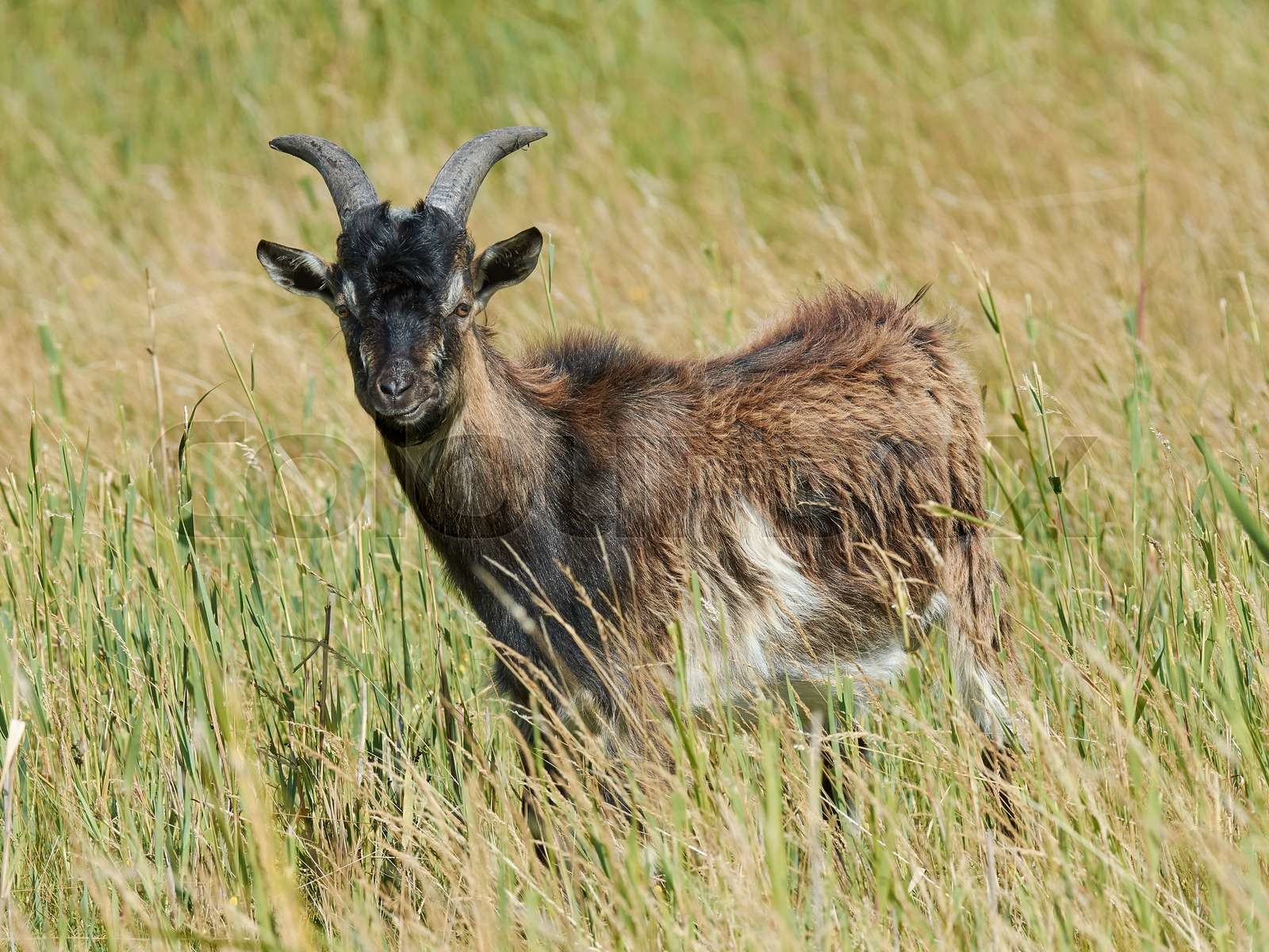 Danish Landrace goat | Stock image | Colourbox