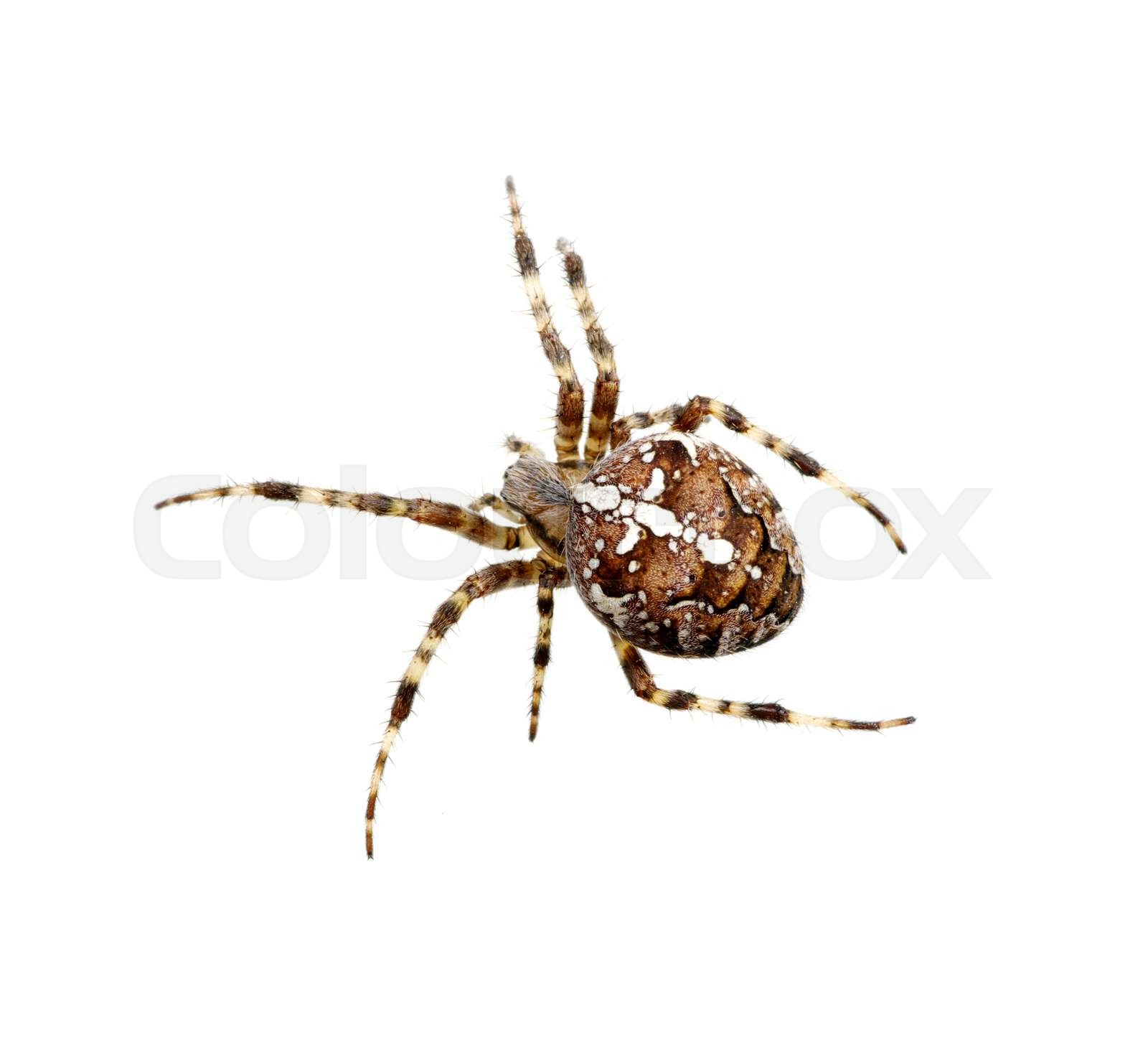 Spider | Stock image | Colourbox