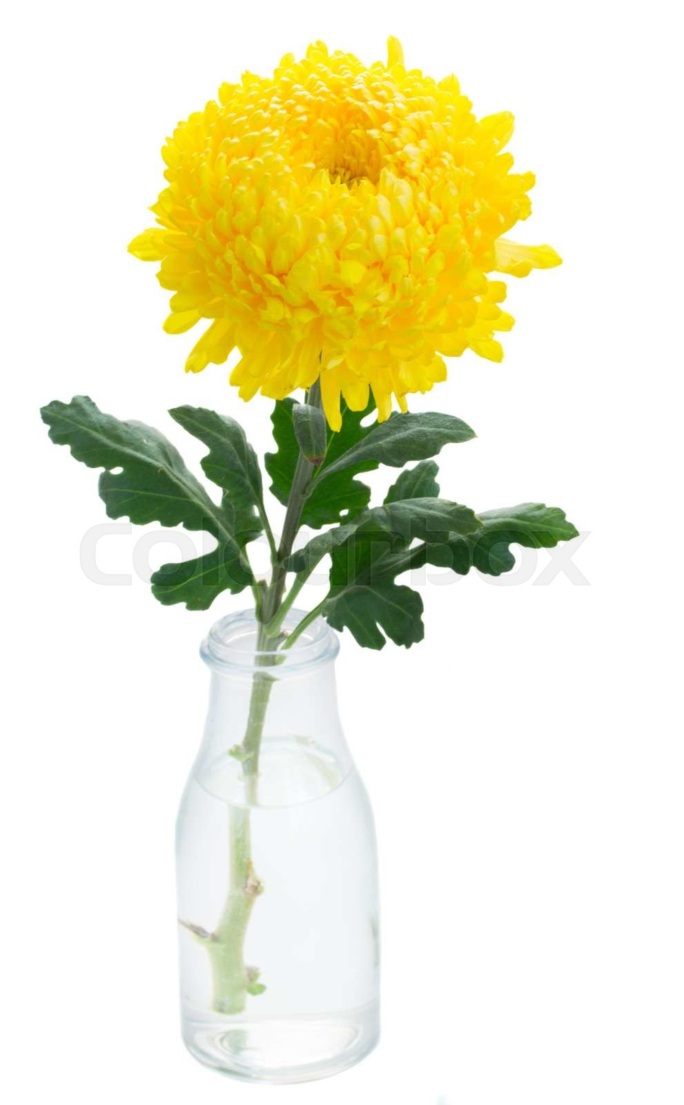 yellow mum flowers | Stock image | Colourbox