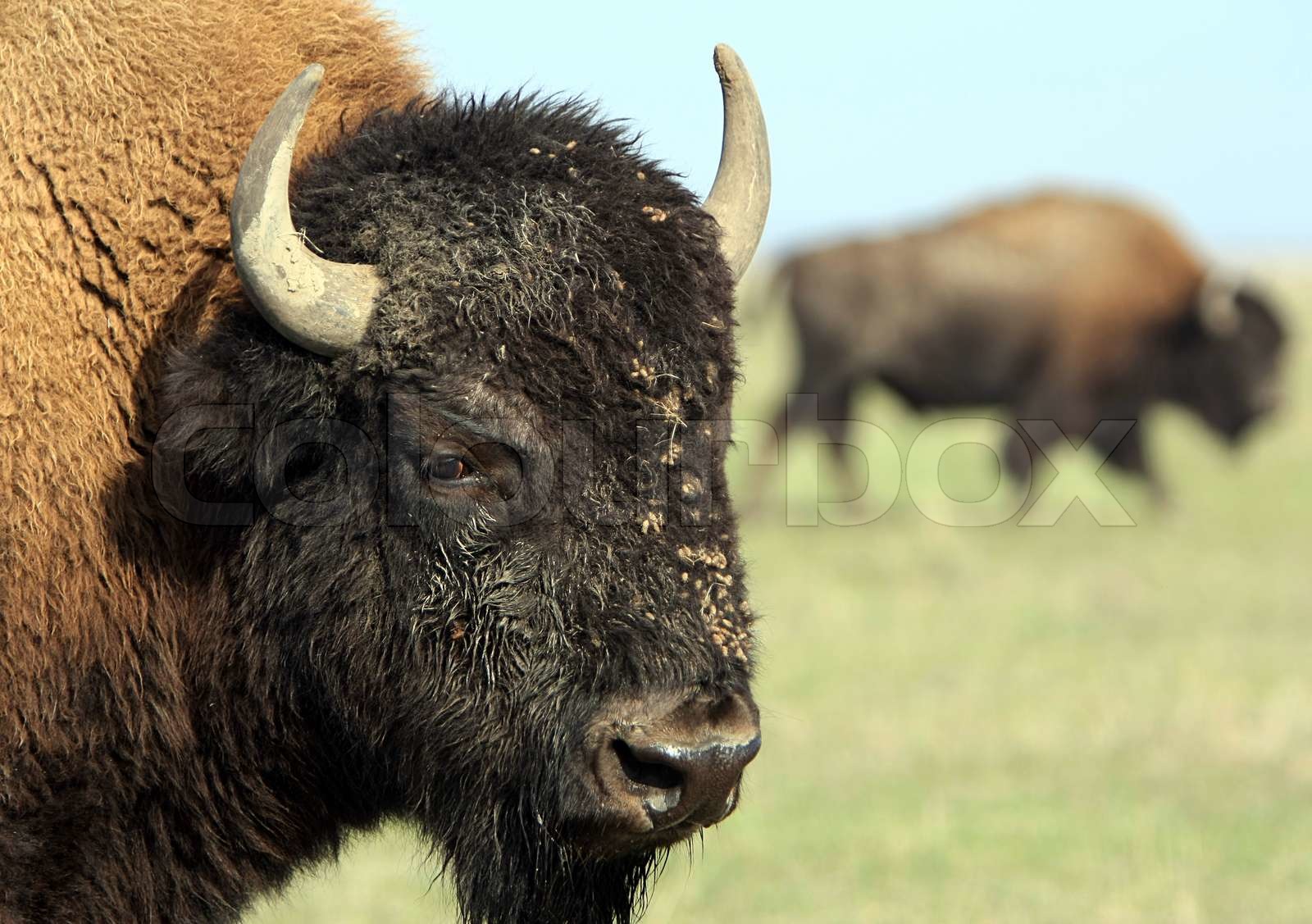 Close-up buffalo. Askania-Nova. Ukraine | Stock image | Colourbox