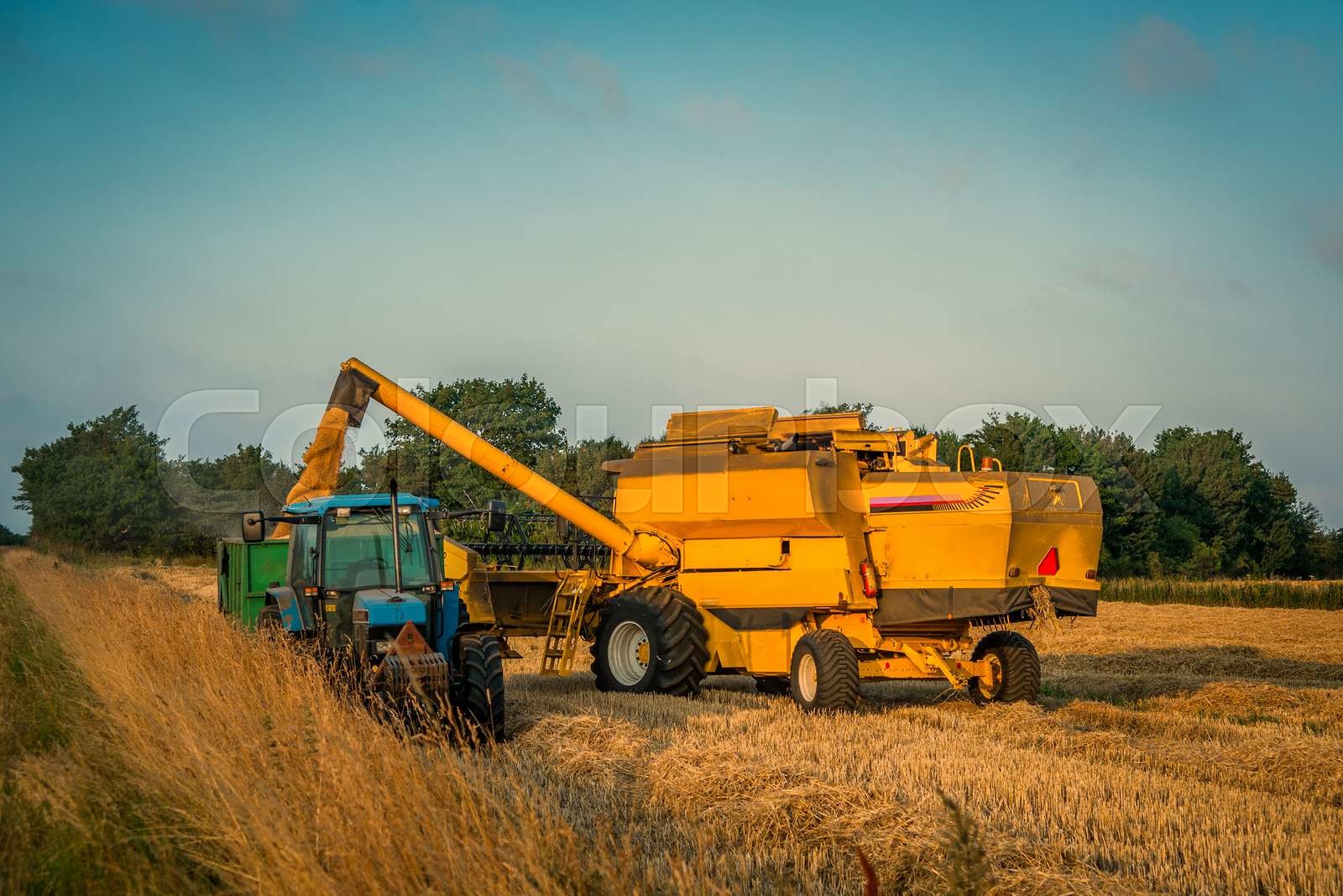 Harvester loading grain on a truck | Stock image | Colourbox