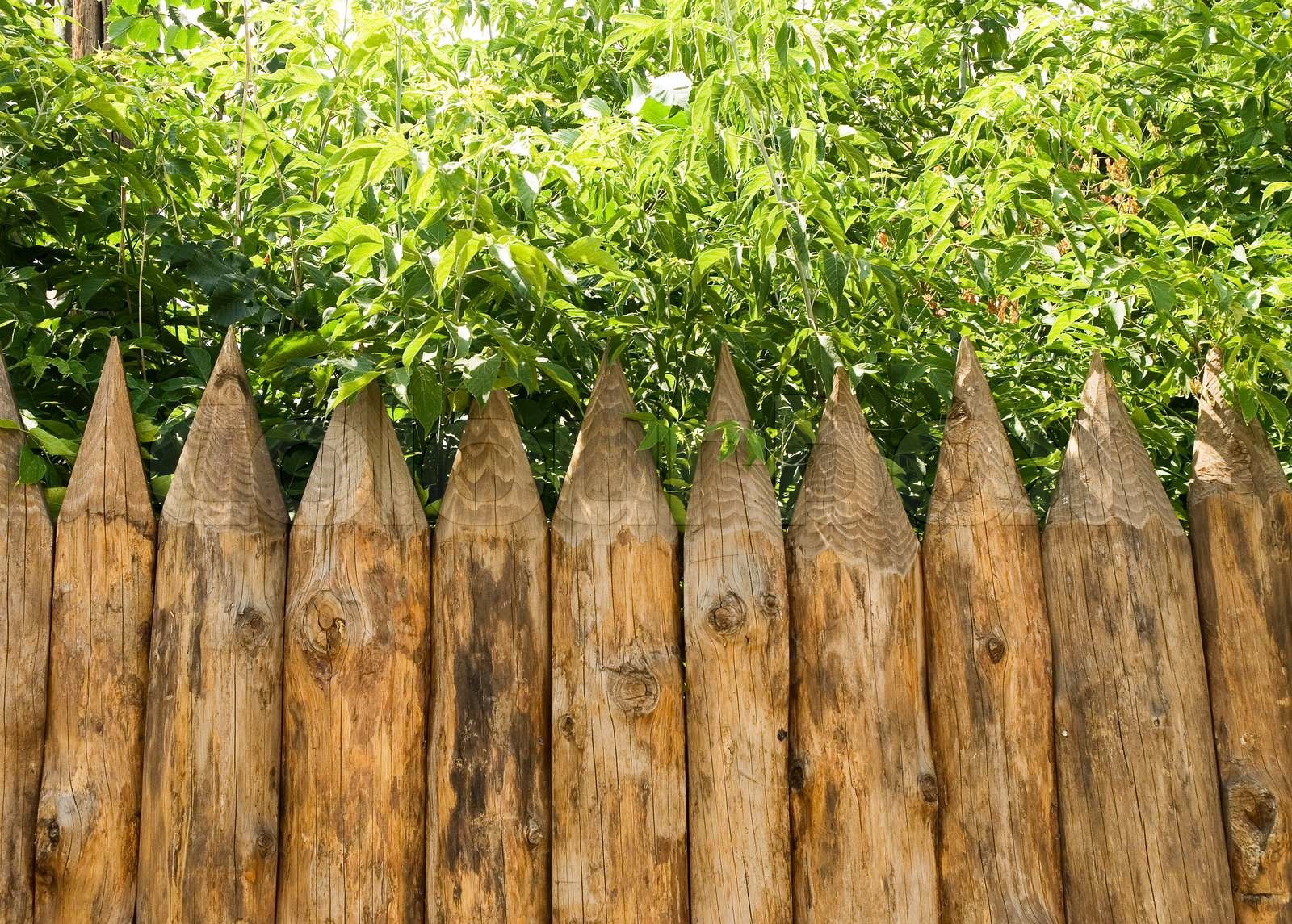 green trees and wooden fence | Stock image | Colourbox
