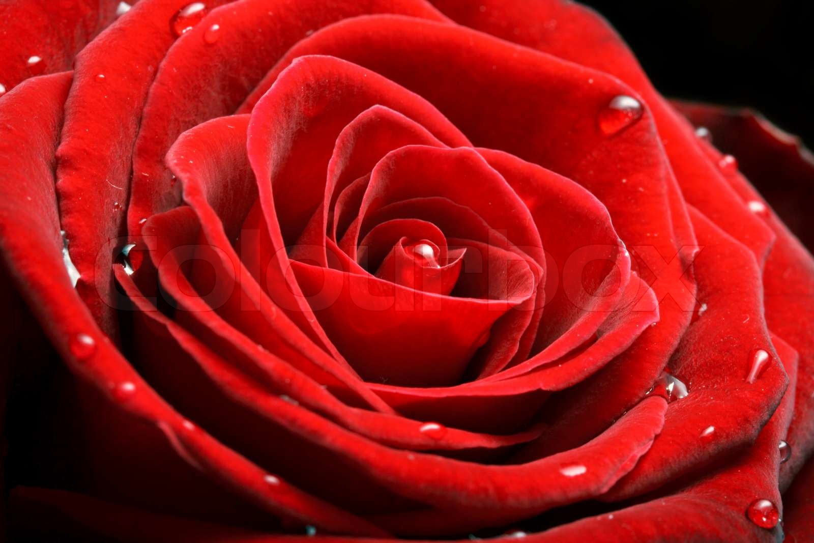 Red rose close up shot | Stock image | Colourbox