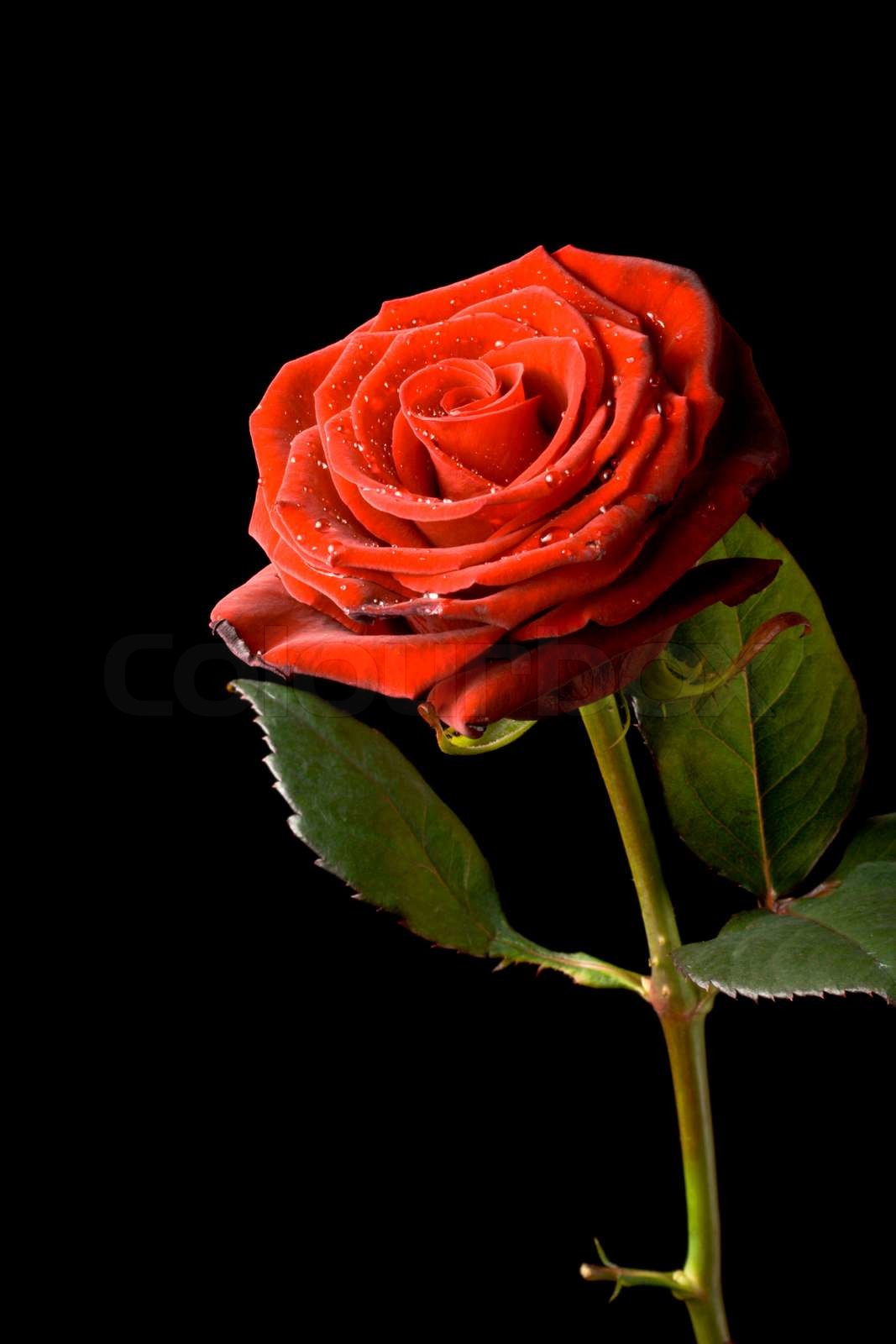 Red rose with water drops isolated on black background | Stock image ...
