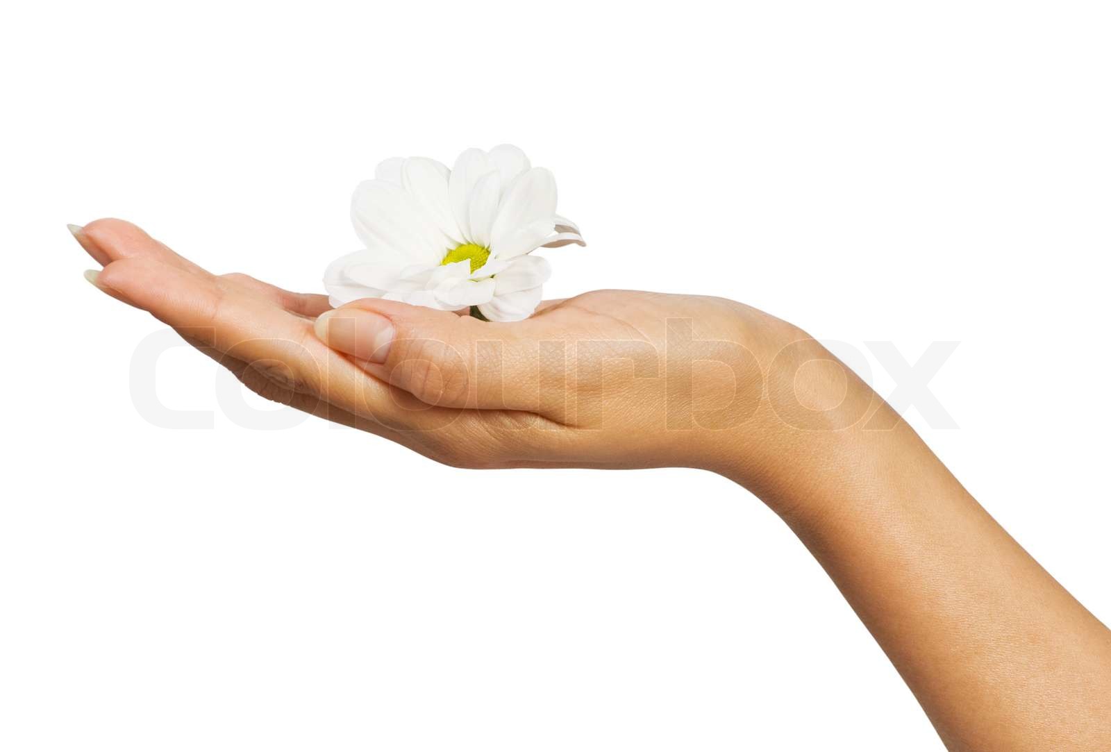 image of beautiful female hand with flower | Stock image | Colourbox