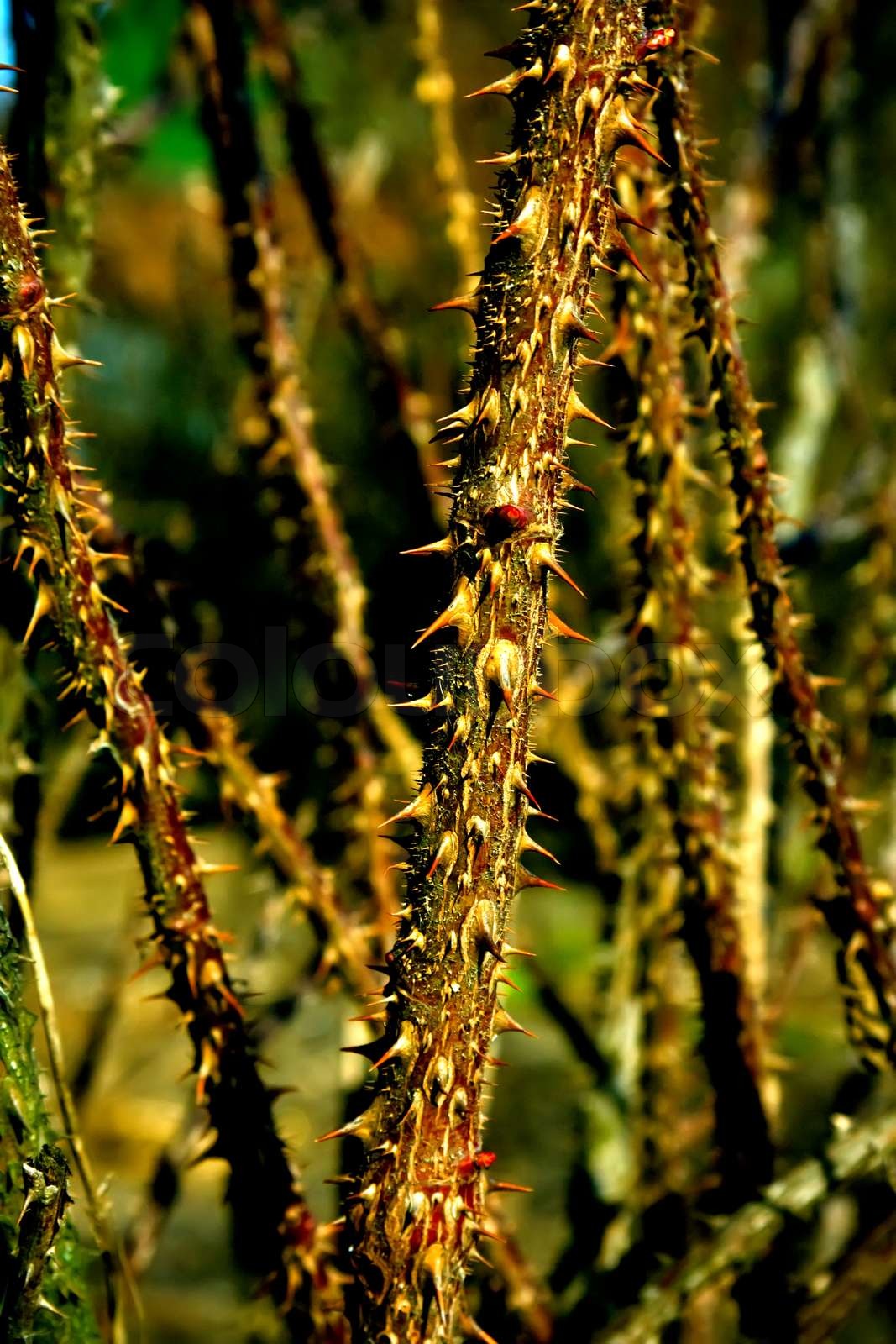 Stachelig Büsche im Hintergrund | Stock Bild | Colourbox