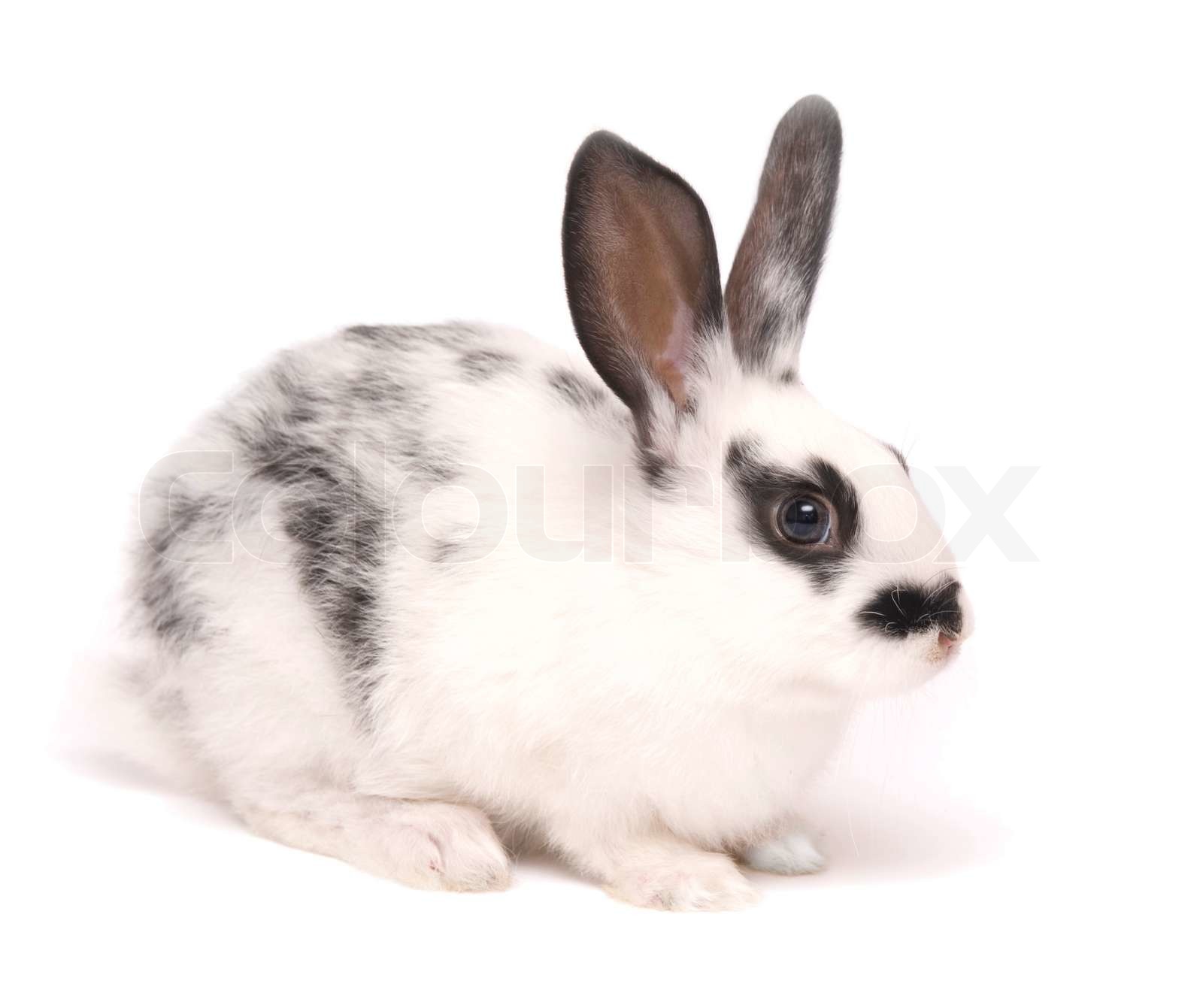 cute rabbit isolated on white | Stock image | Colourbox