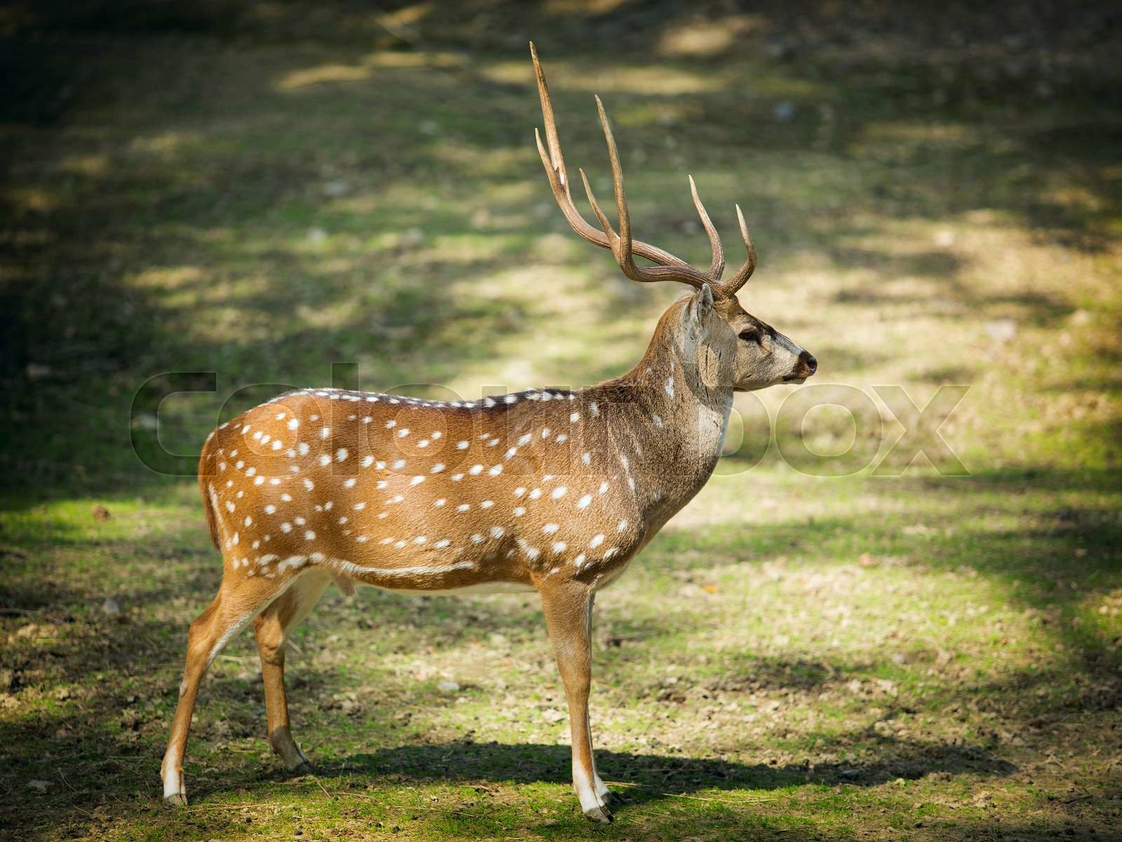 Chital deer | Stock image | Colourbox