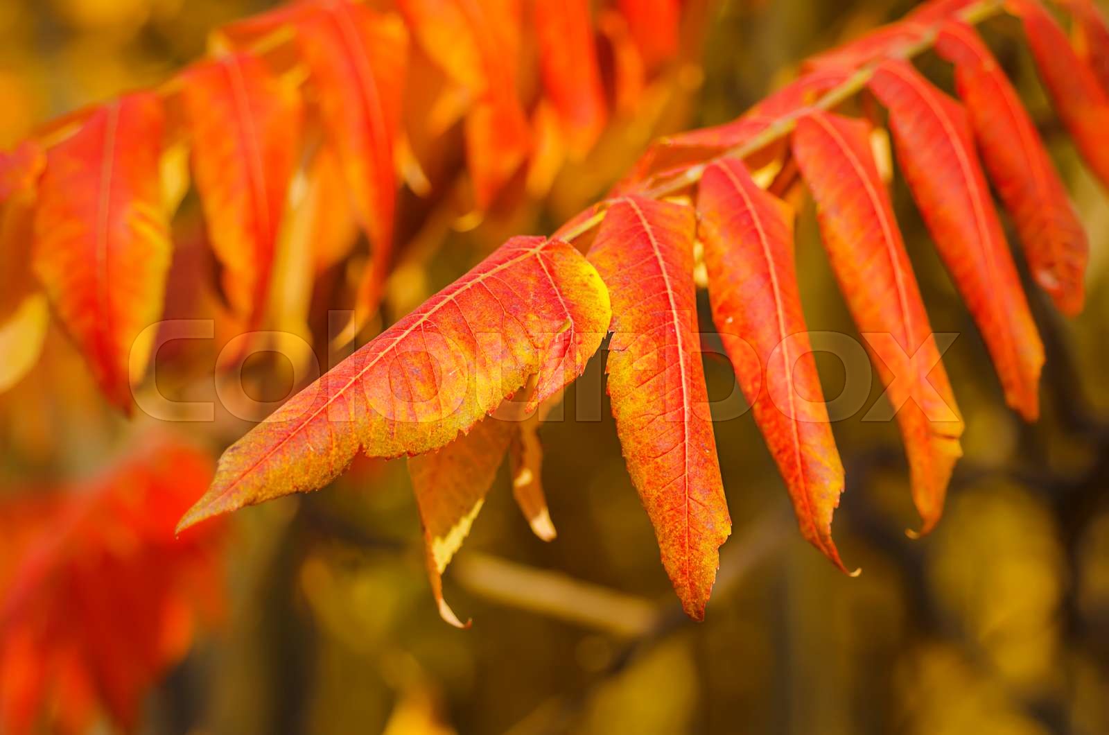 Autumn tree branch | Stock image | Colourbox