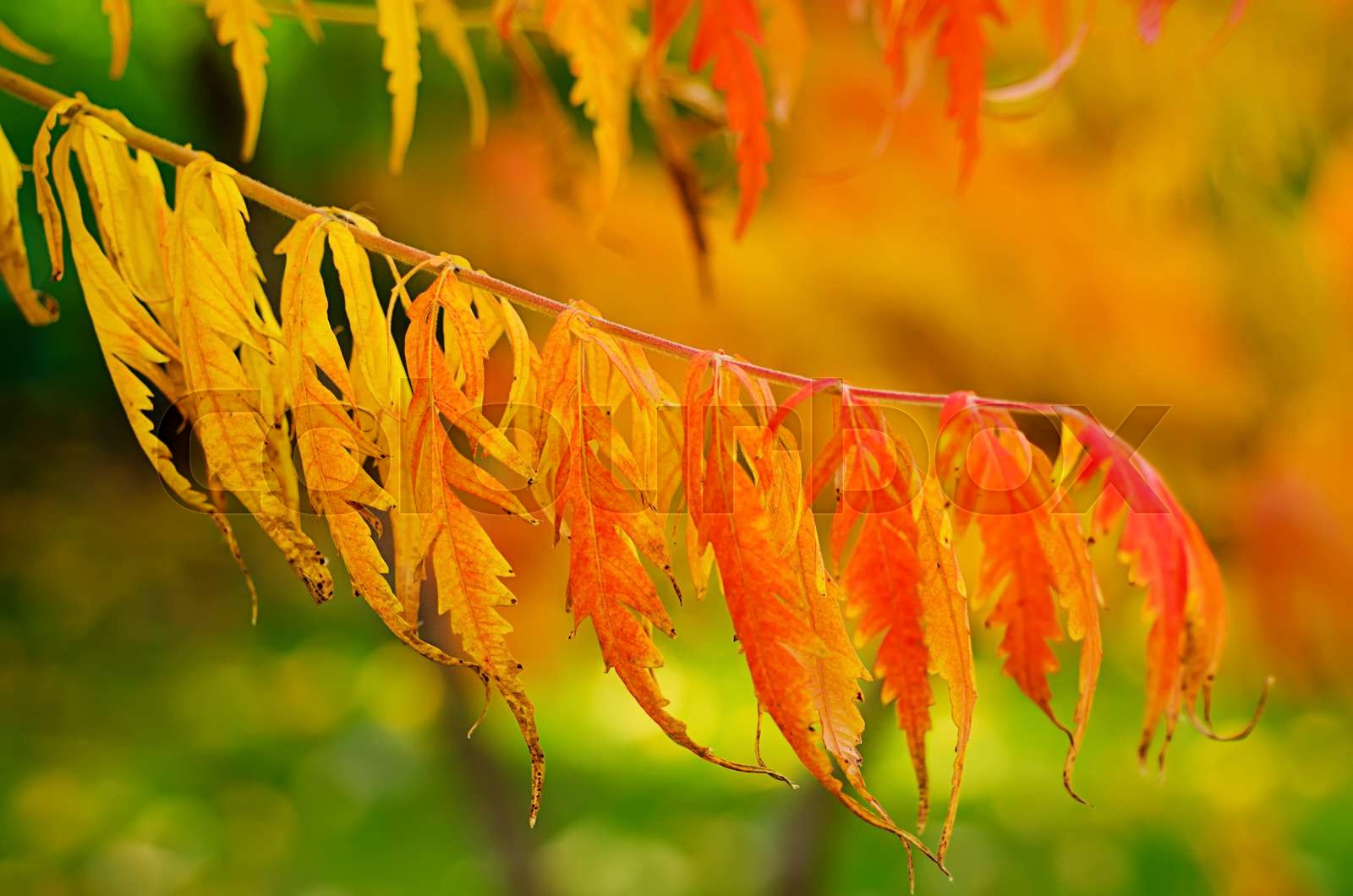 Autumn tree branch | Stock image | Colourbox