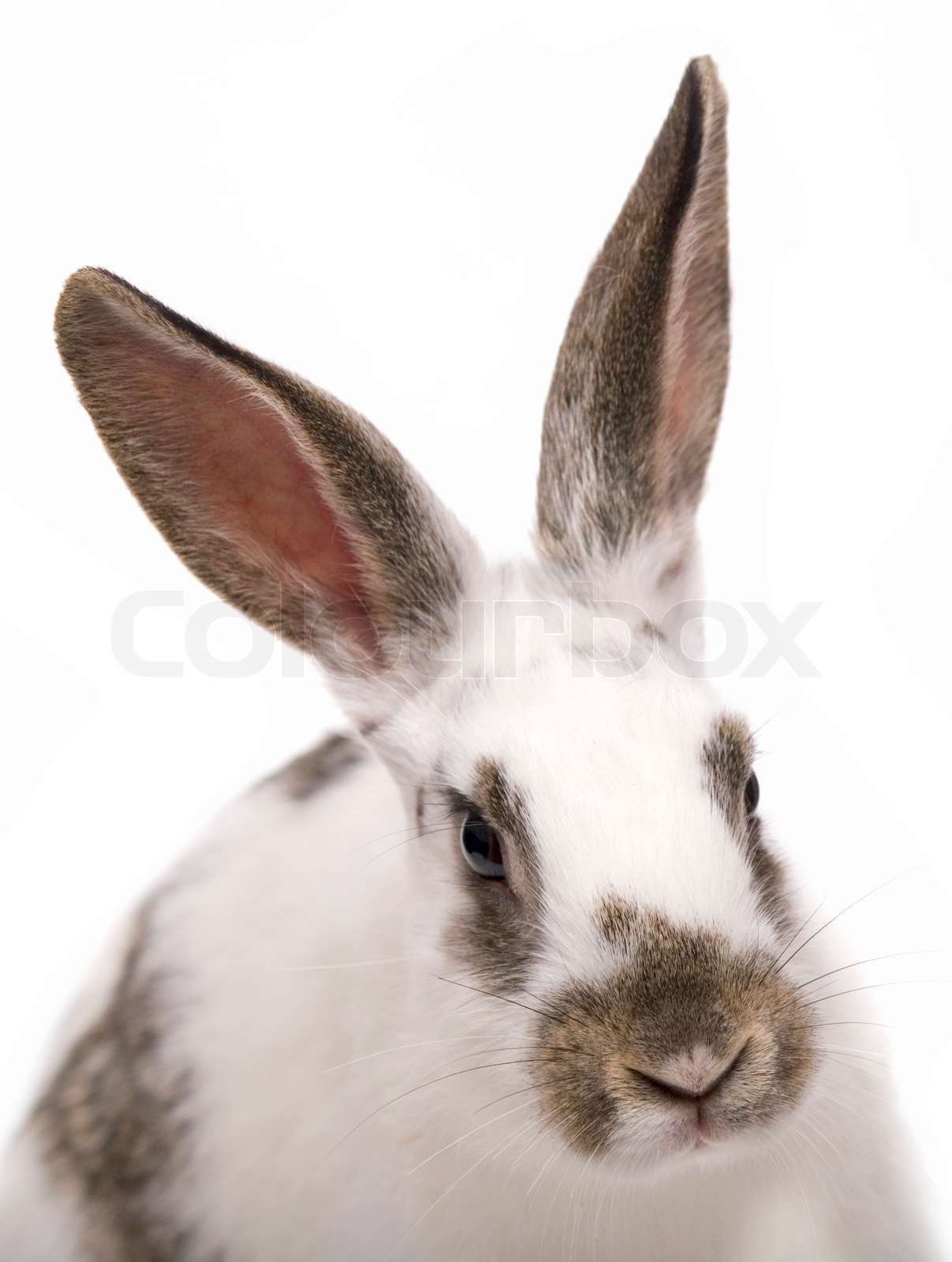 Brown And White Spotted Rabbit