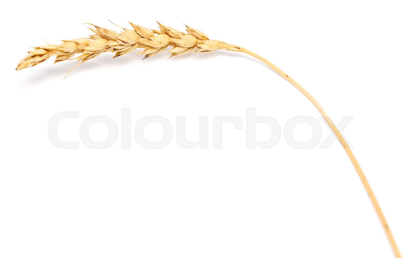 wheat ear | Stock image | Colourbox