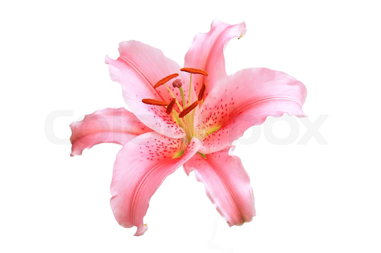 Pink lilje på hvid baggrund | Stock foto | Colourbox