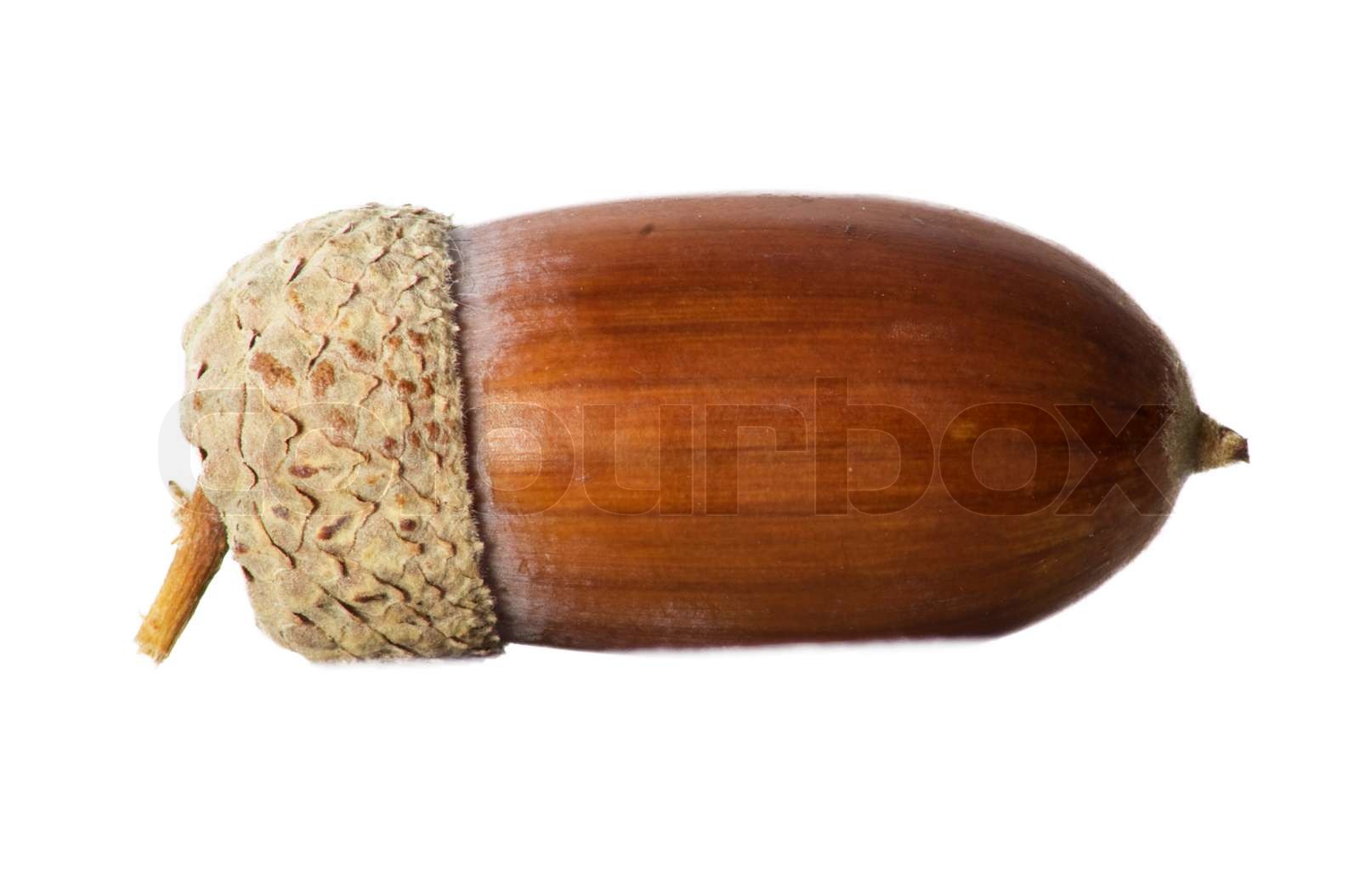 Simple macro image of an acorn isolated on white. | Stock image | Colourbox