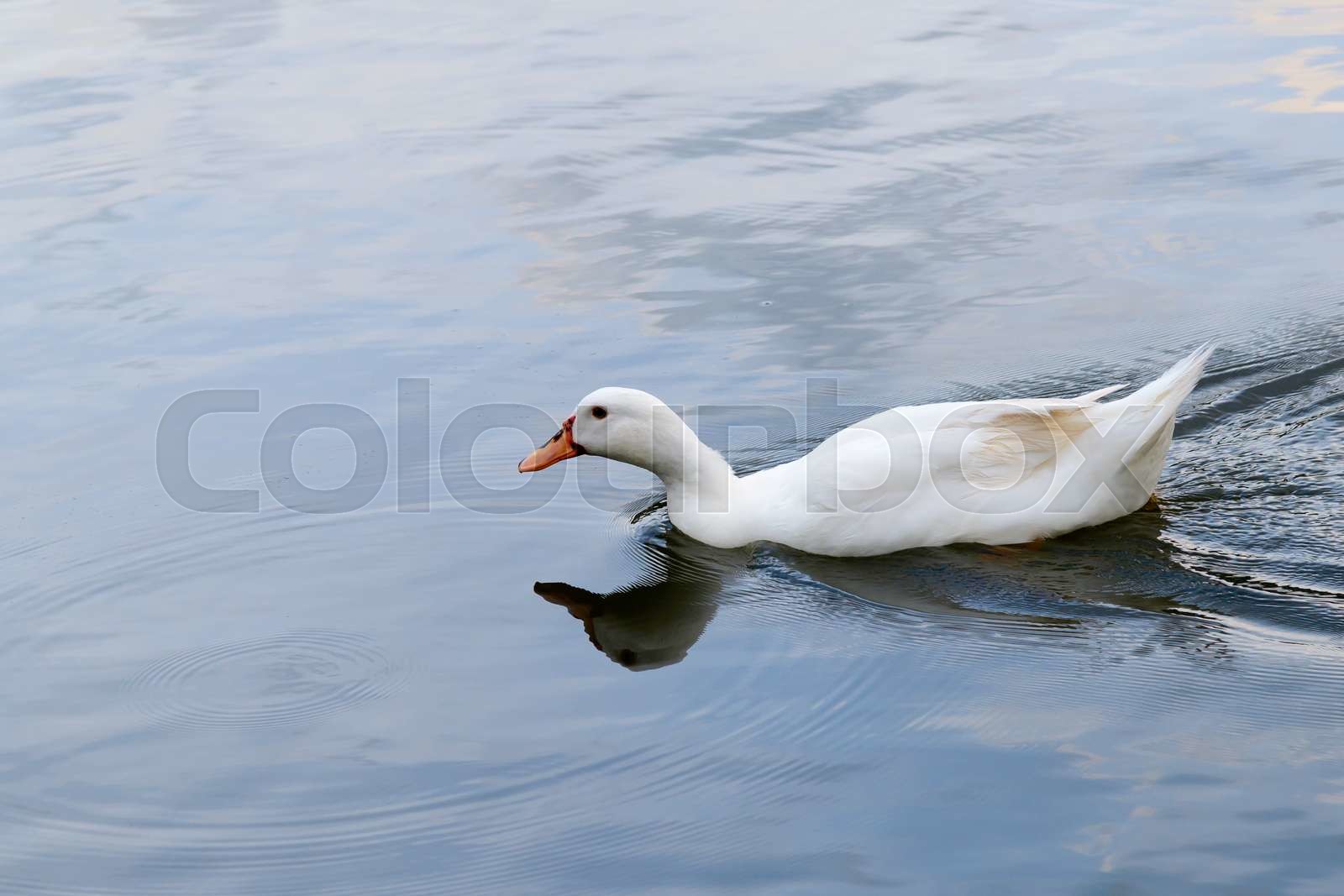 White duck swiming in the pool | Stock image | Colourbox