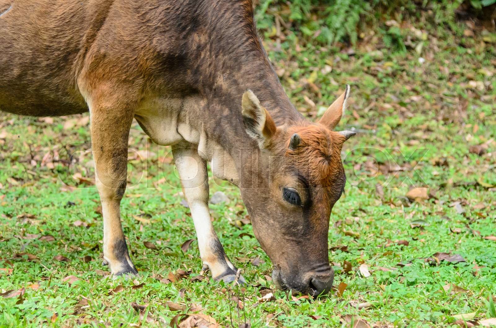 Cow / ox eating grass | Stock image | Colourbox