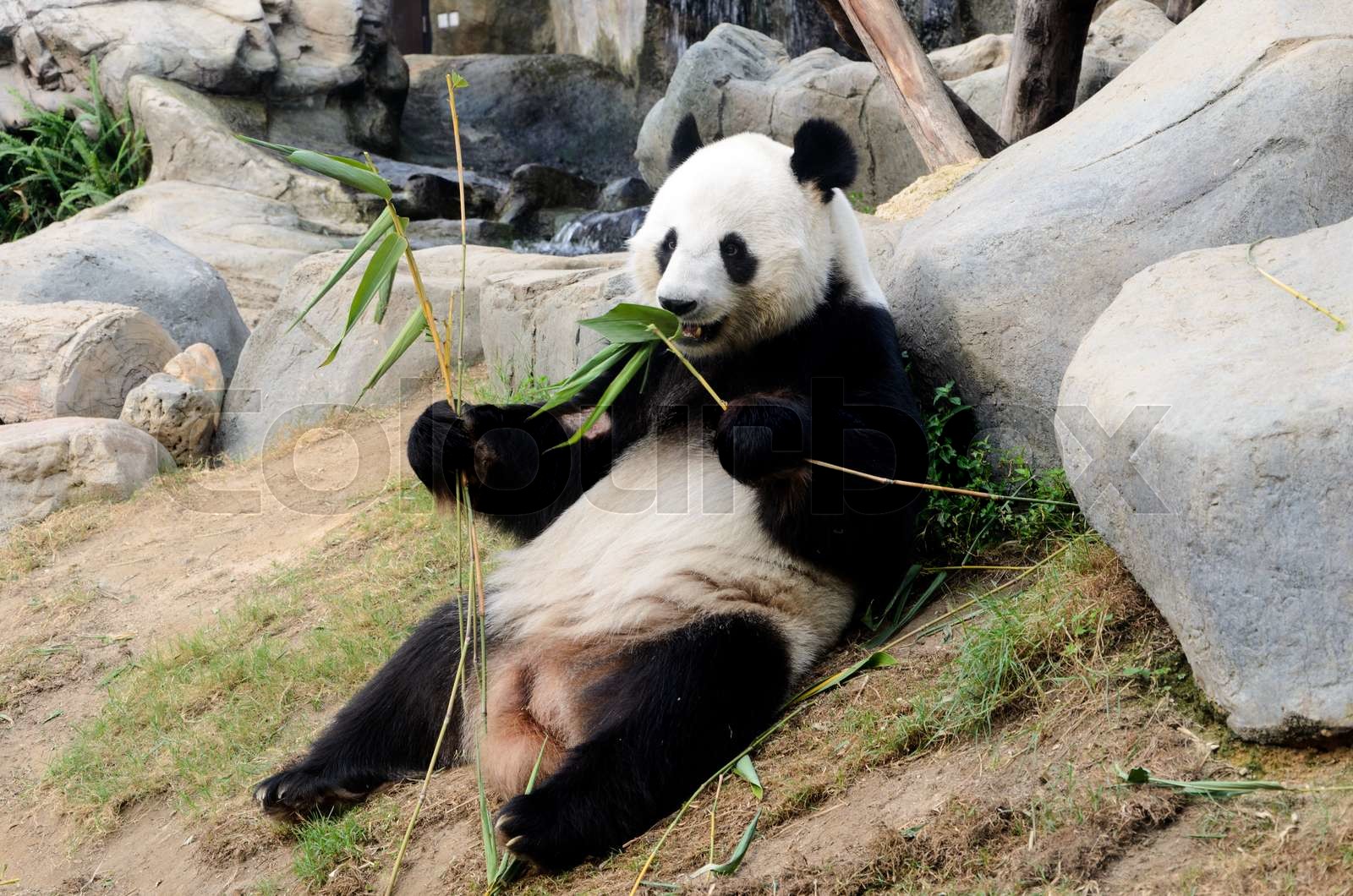 Panda having bamboo | Stock image | Colourbox
