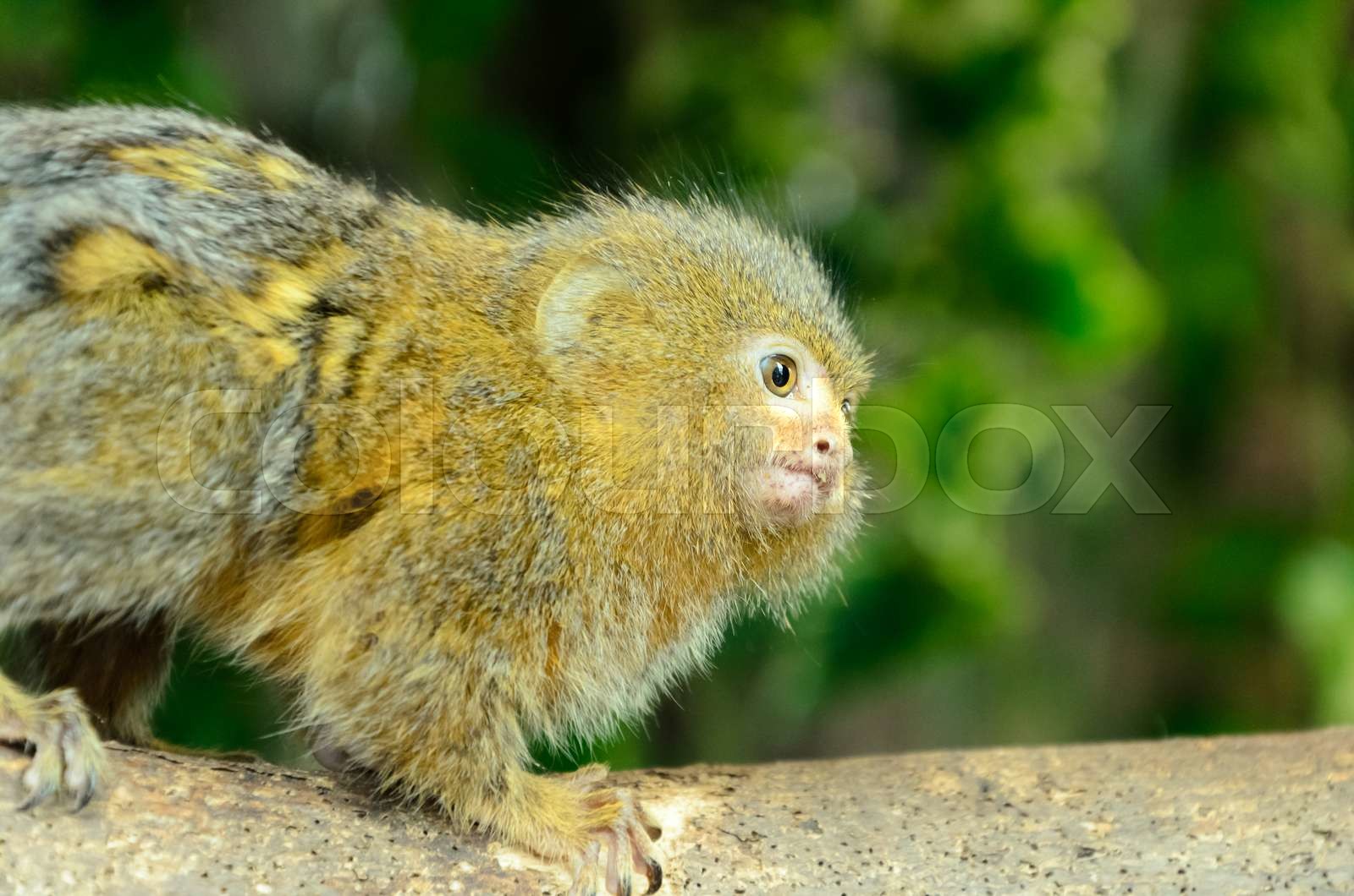Cebuella pygmaea ( The Smallest Monkeys in the World )on tree | Stock ...