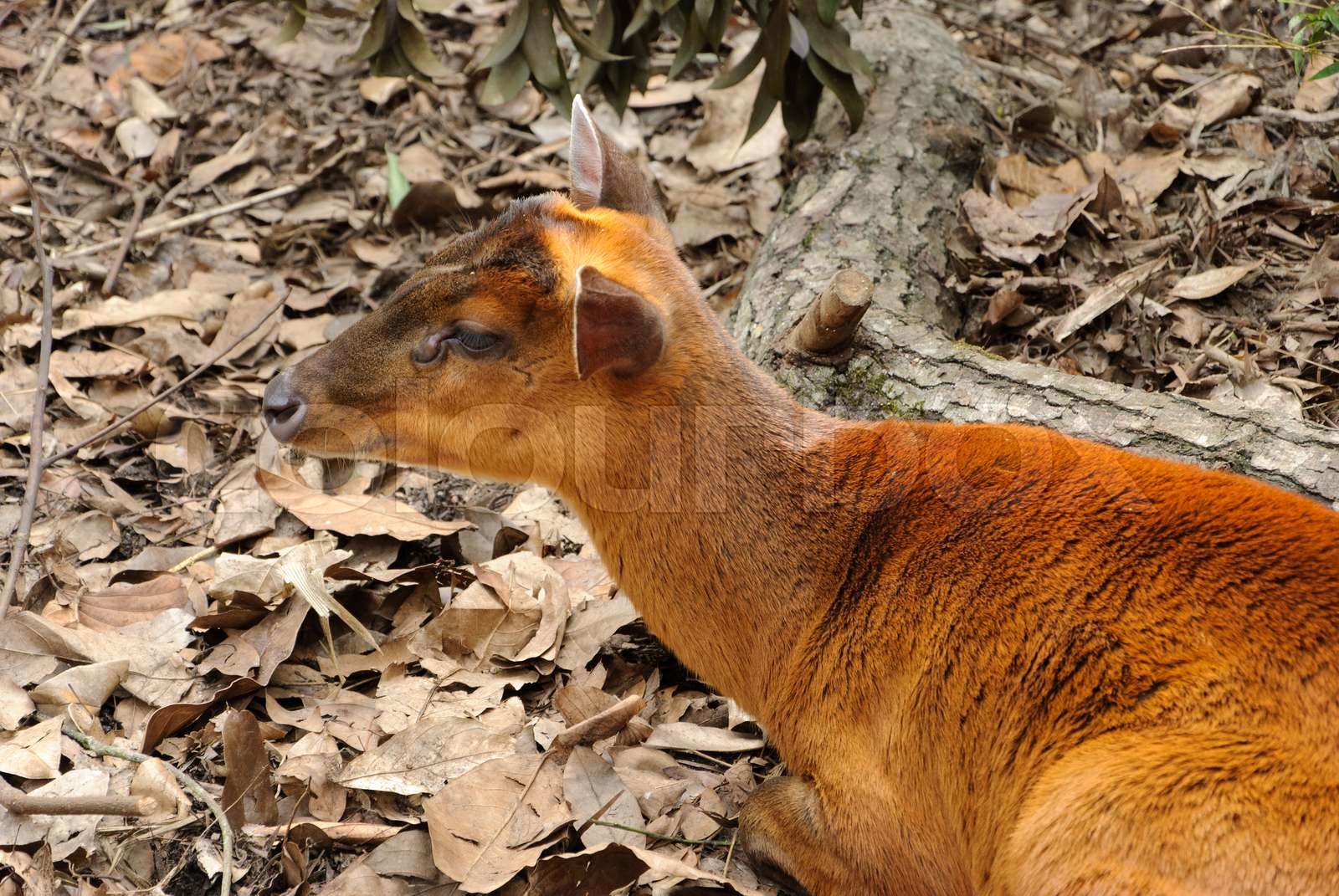 Red muntjac / Muntiacus muntjak | Stock image | Colourbox