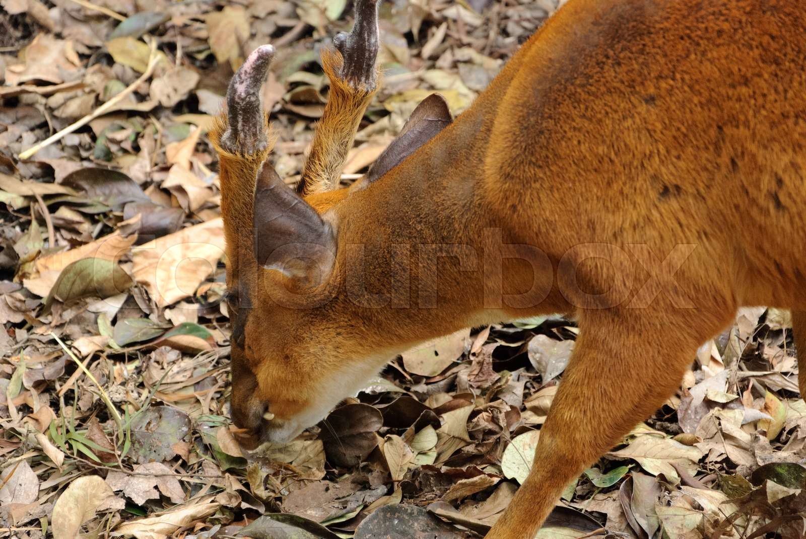 Red muntjac / Muntiacus muntjak | Stock image | Colourbox