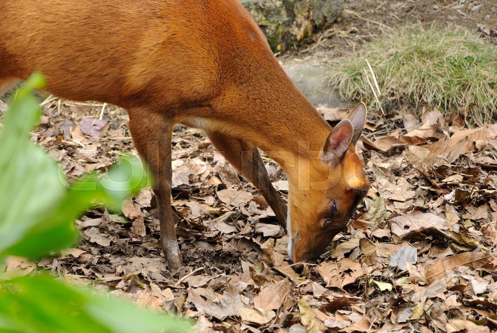 Red muntjac / Muntiacus muntjak | Stock image | Colourbox