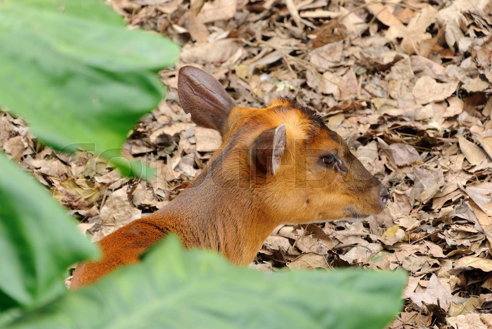 Red muntjac / Muntiacus muntjak | Stock image | Colourbox