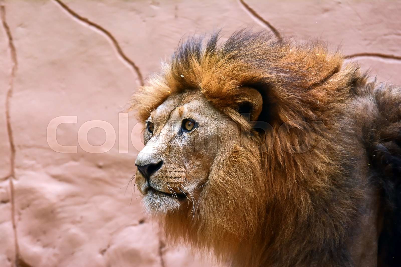 lion | Stock image | Colourbox