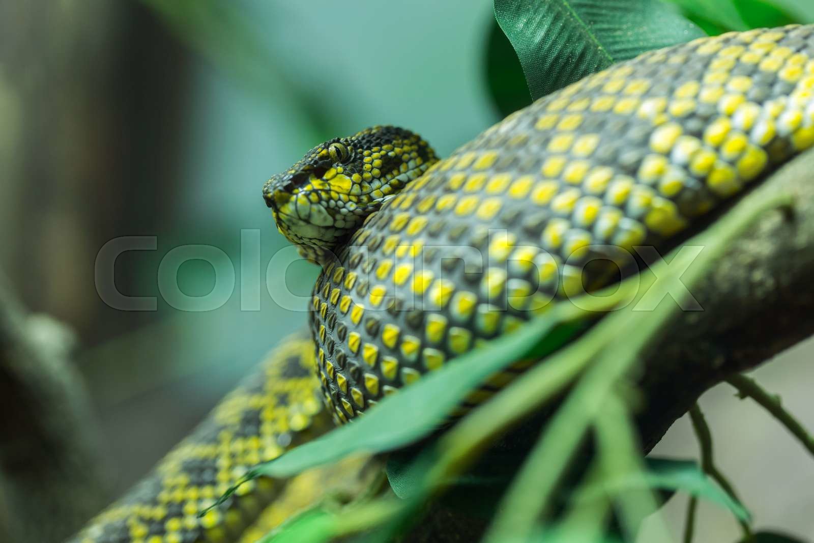 mangrove pit viper | Stock image | Colourbox