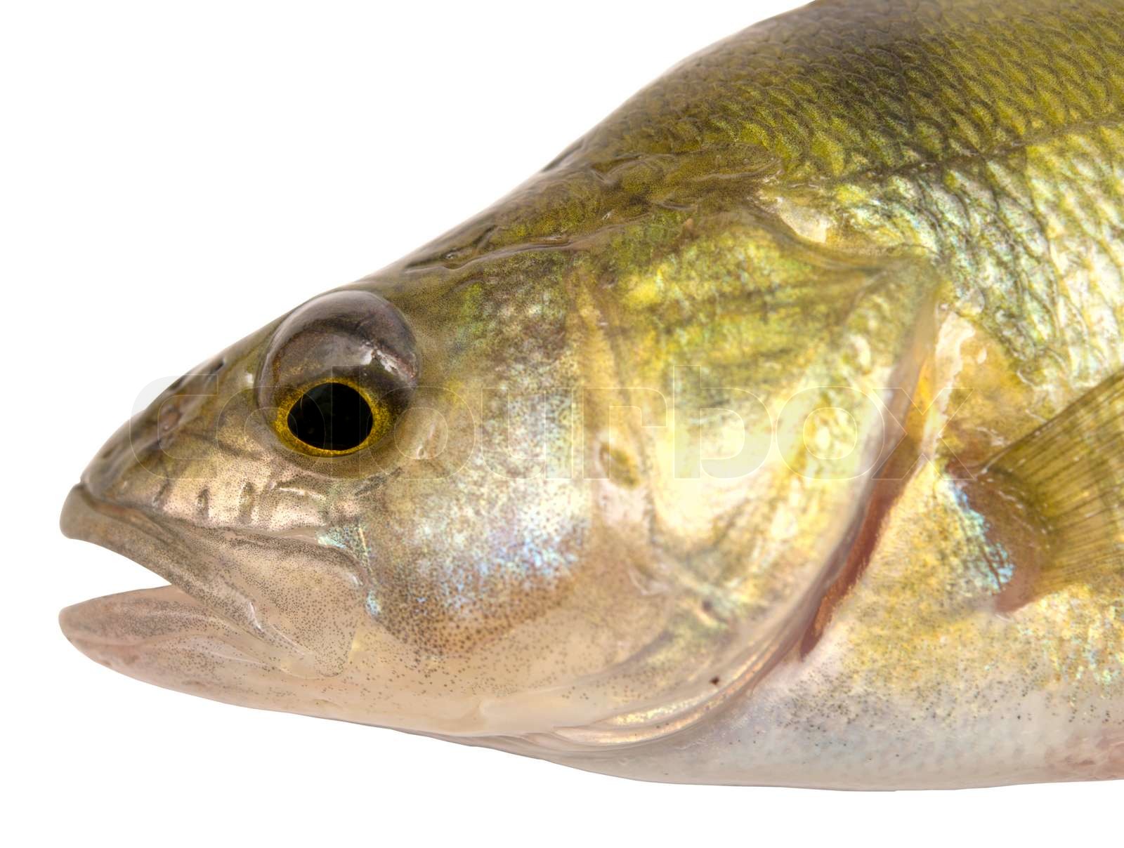 head of perch isolated on white | Stock image | Colourbox