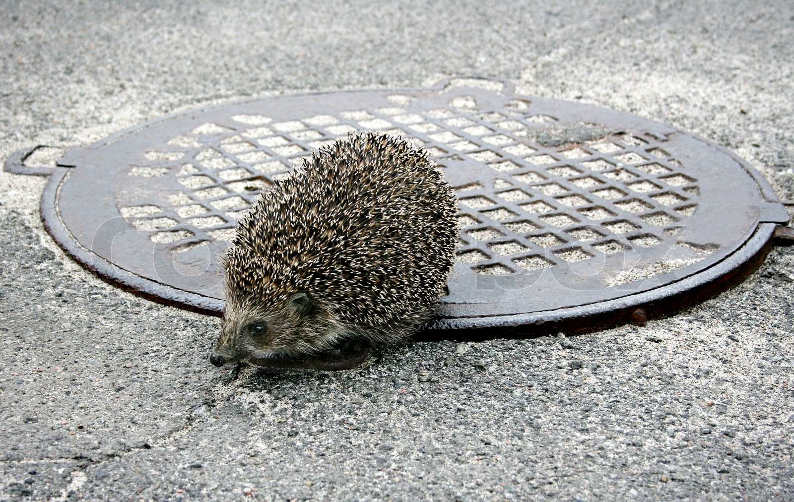 hedgehog on the drain cover | Stock image | Colourbox