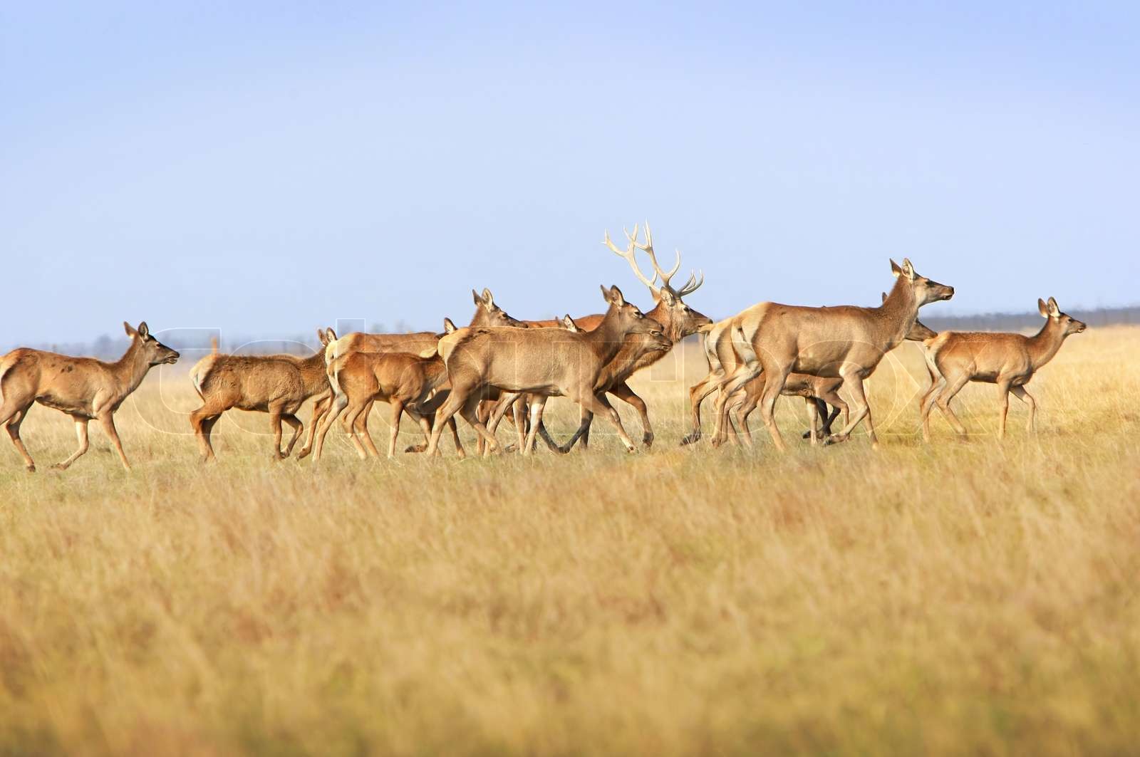 Herd of a whitetail deer on a meadow. Ascania-Nova. Ukraine | Stock ...