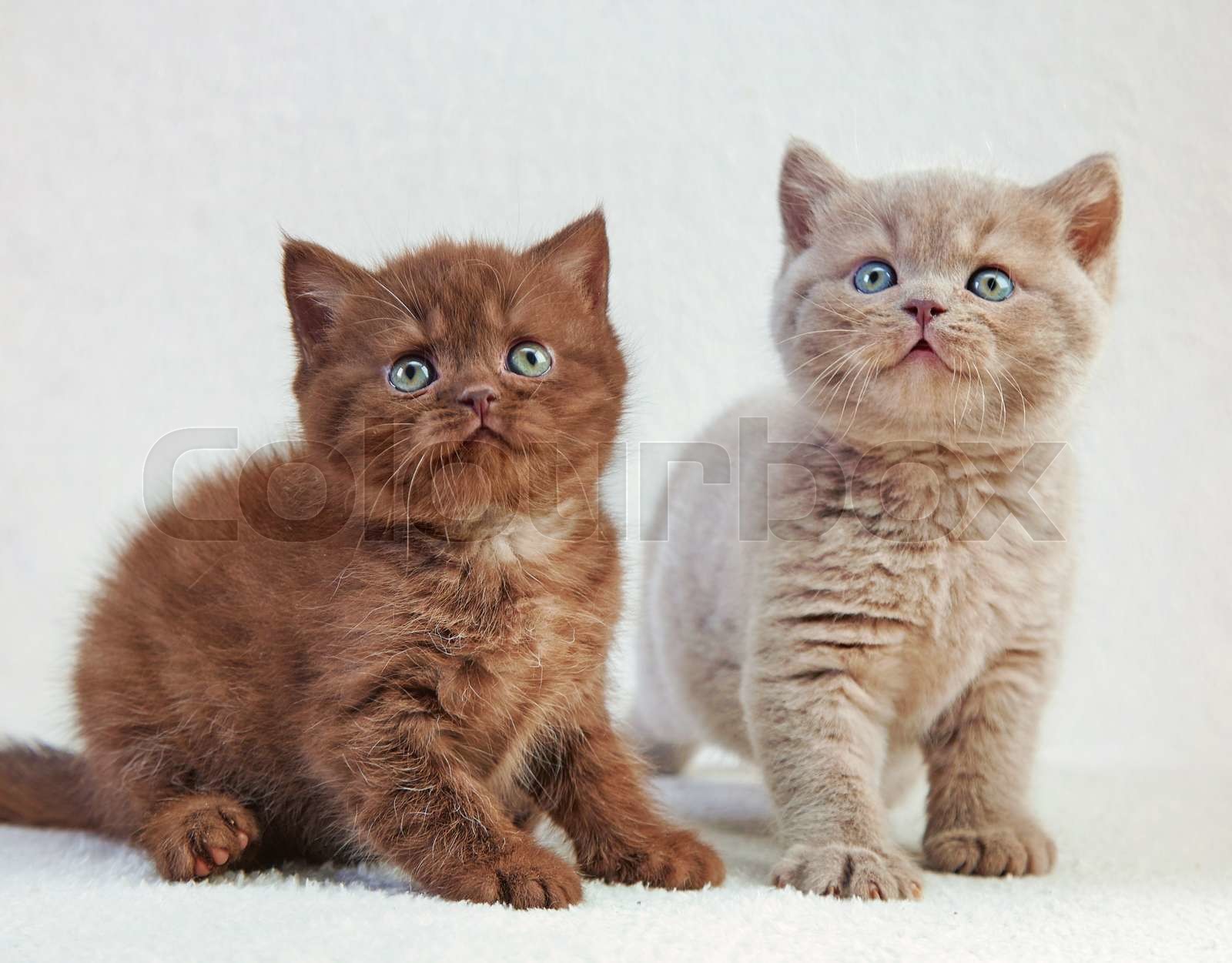 british kittens | Stock image | Colourbox