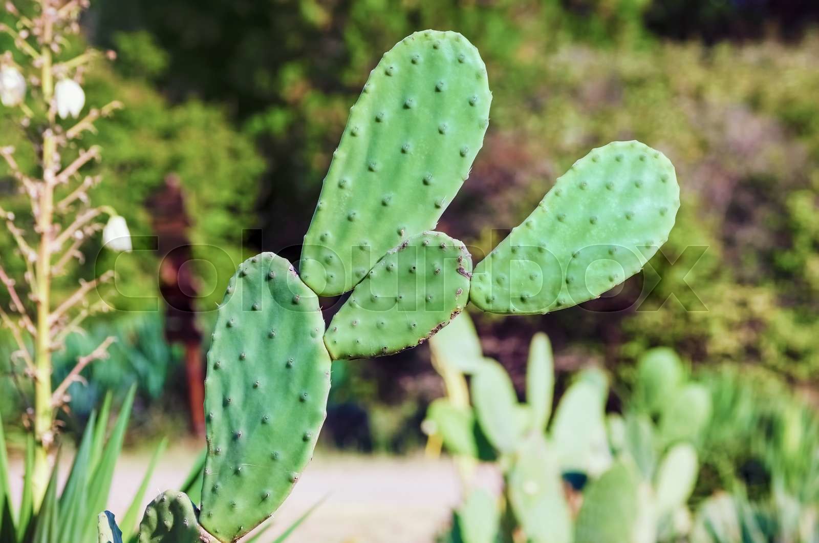 Cactus | Stock image | Colourbox