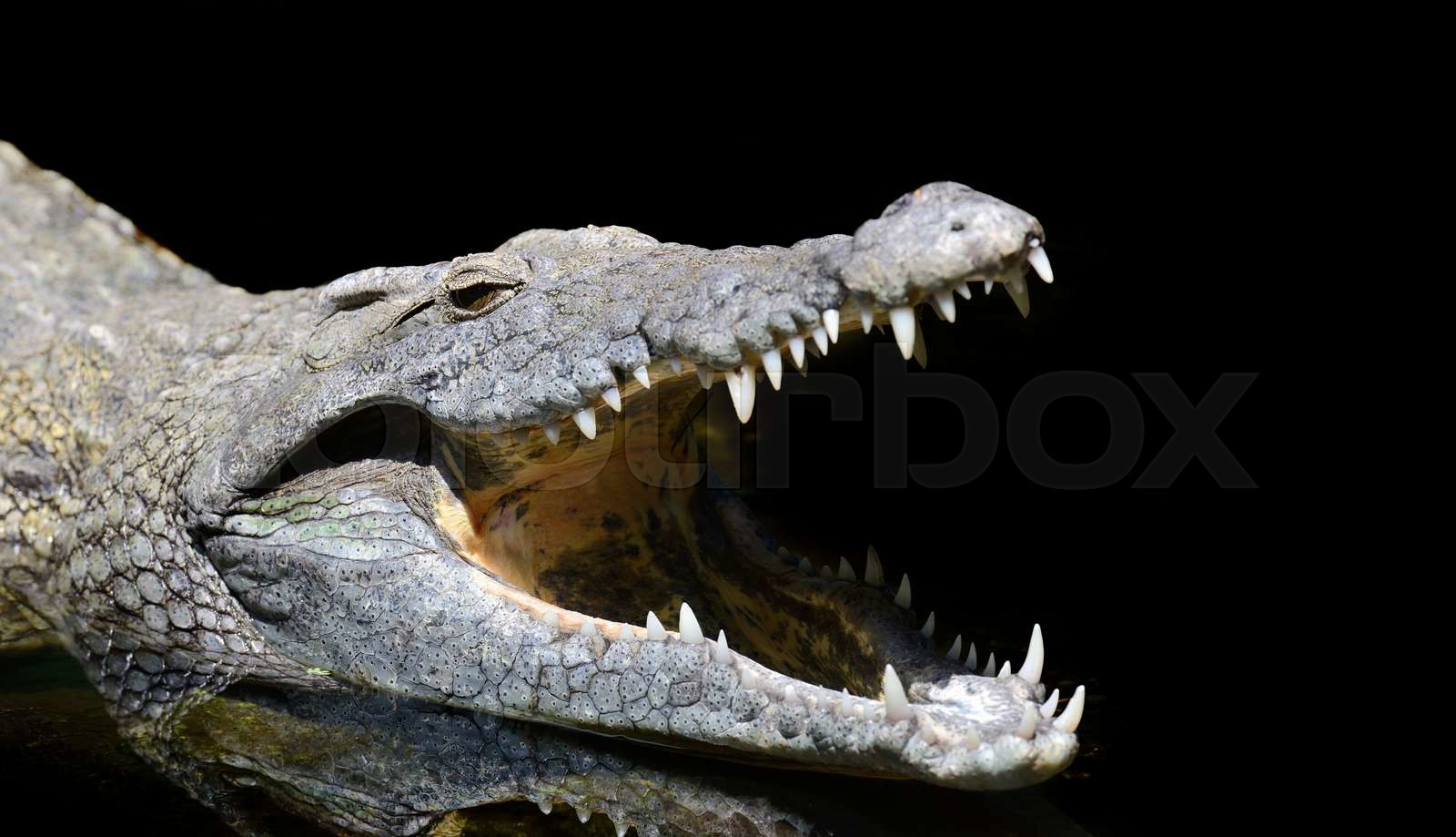 Crocodile head | Stock image | Colourbox