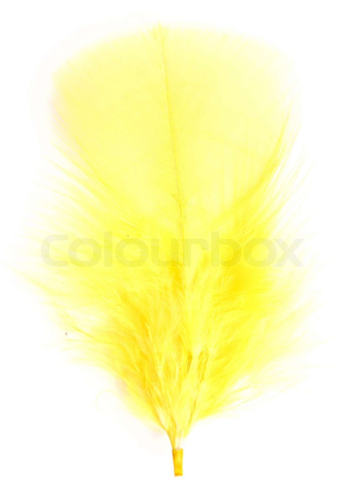 yellow feather isolated on white | Stock image | Colourbox