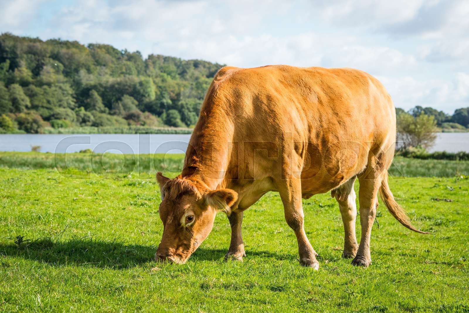 Ko på græs ved en sø | Stock foto | Colourbox