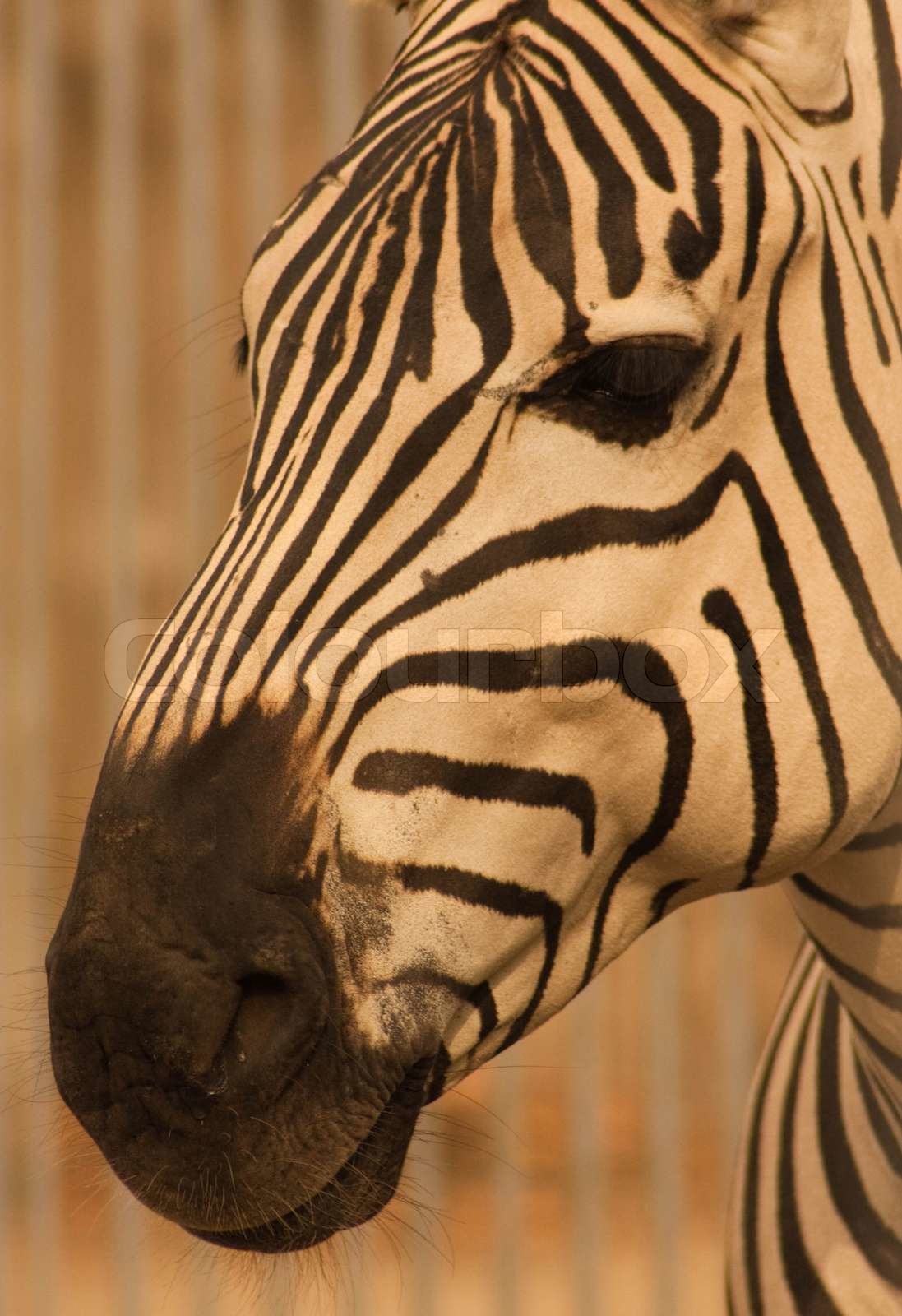 Zebra | Stock Bild | Colourbox