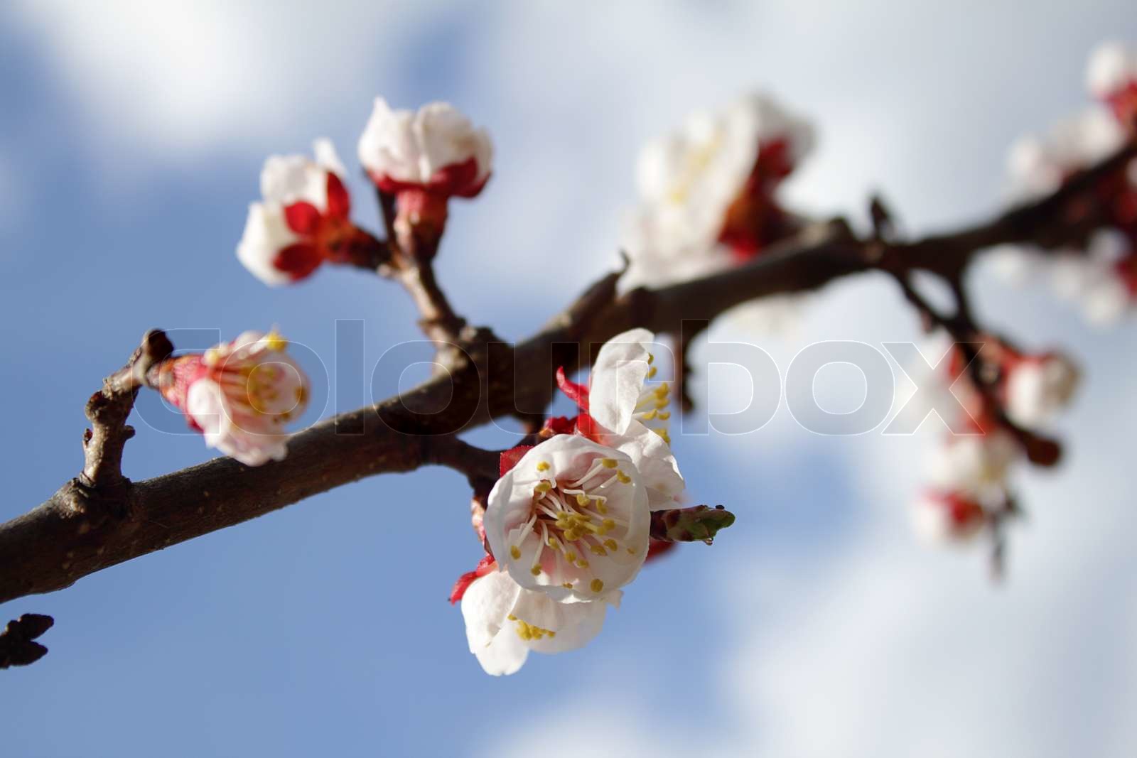 Blooming apricot tree over blue sunny sky, shallow focus | Stock image ...