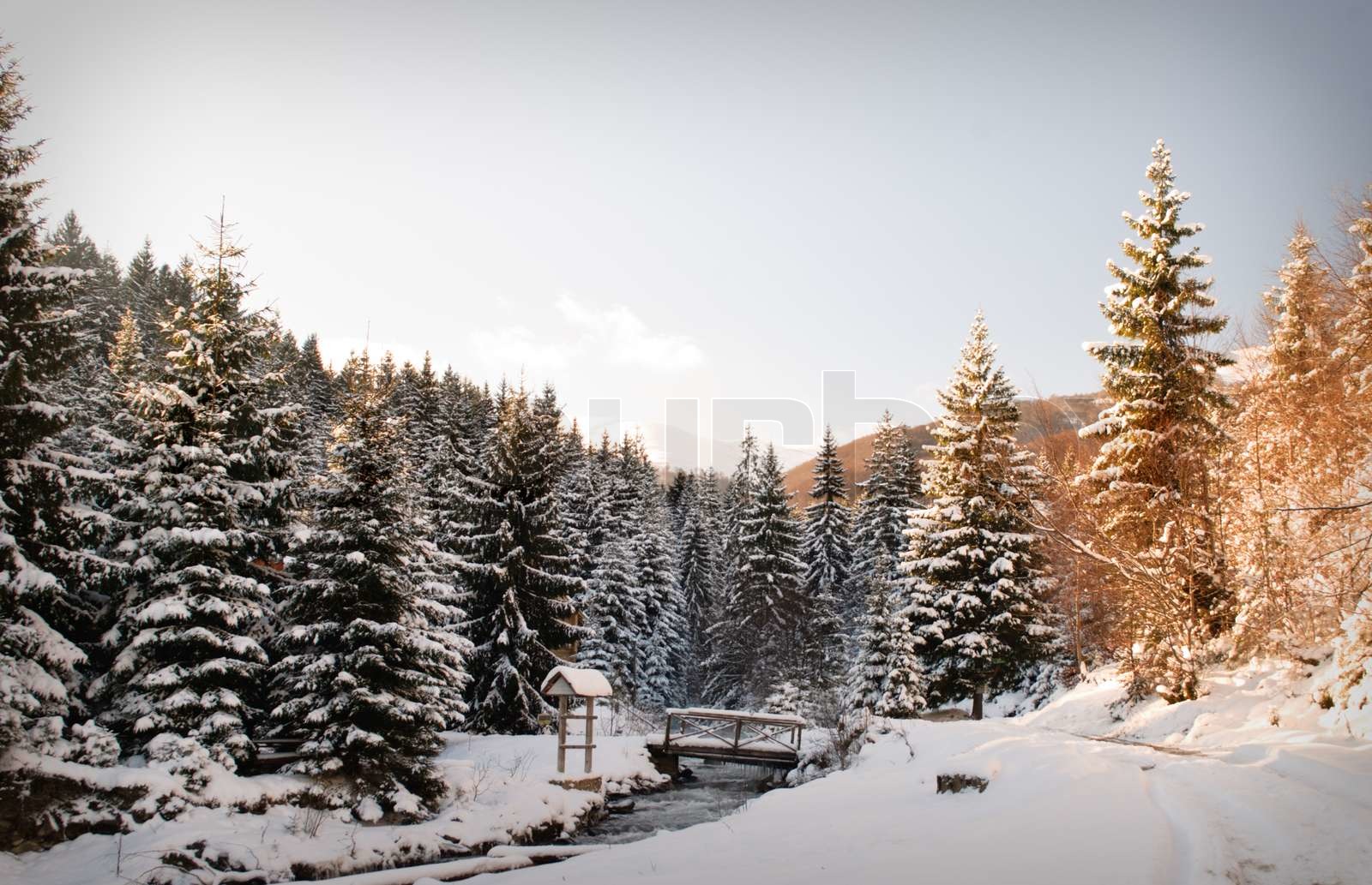 Vinter grantræet skov med snedækkede træer og sti | Stock foto | Colourbox