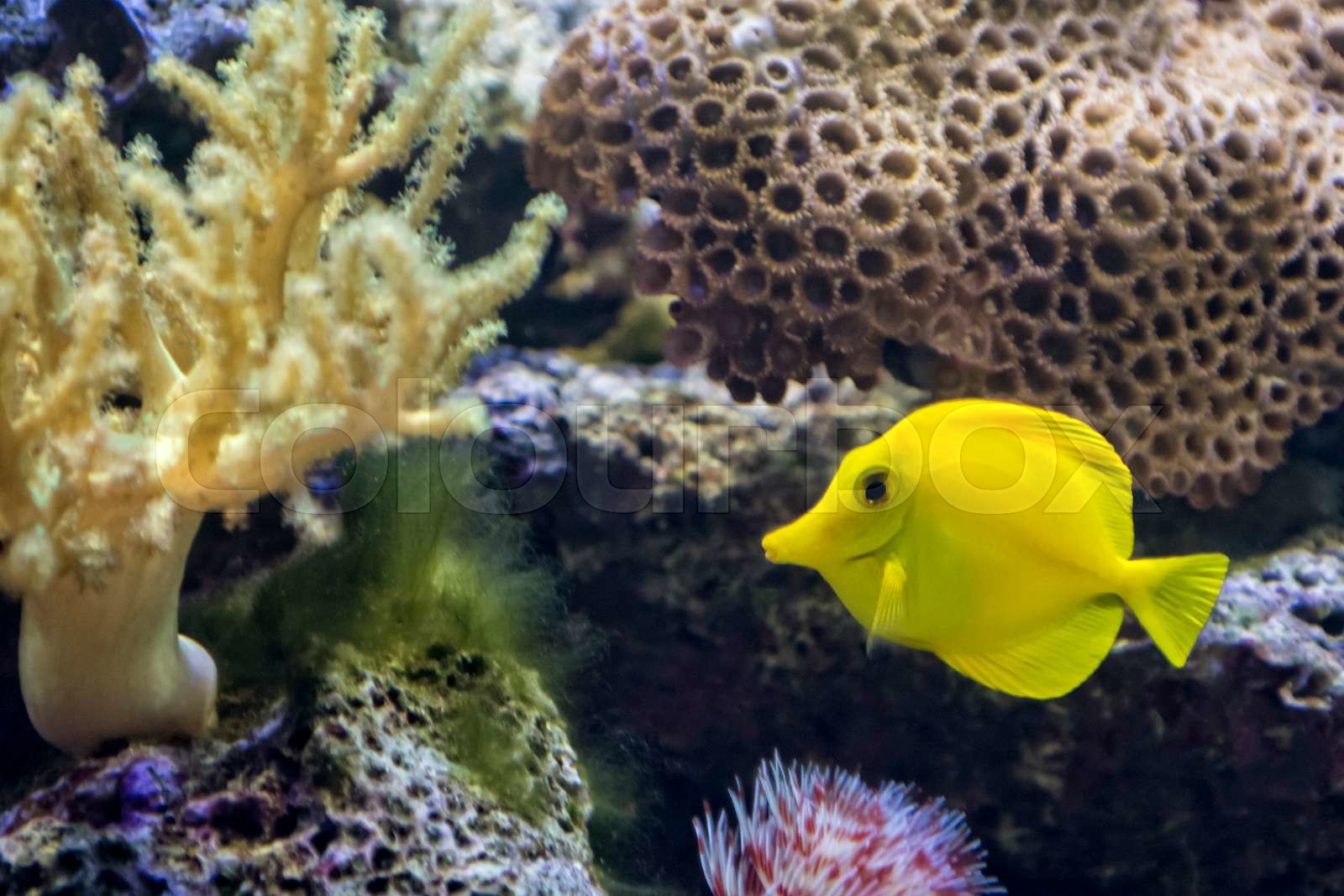 Yellow Tang Tropical Fish | Stock image | Colourbox