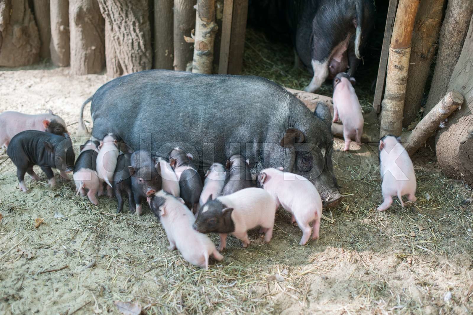 Mother pig nursing her piglets. | Stock image | Colourbox