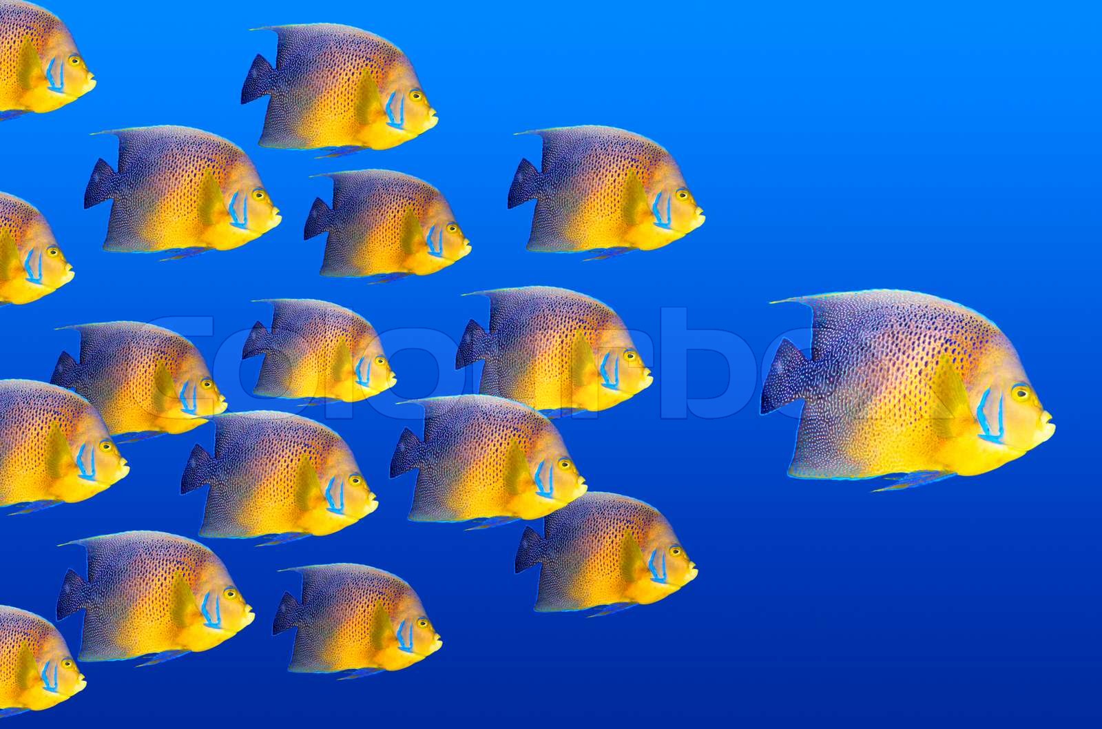 Big fish leading others | Stock image | Colourbox