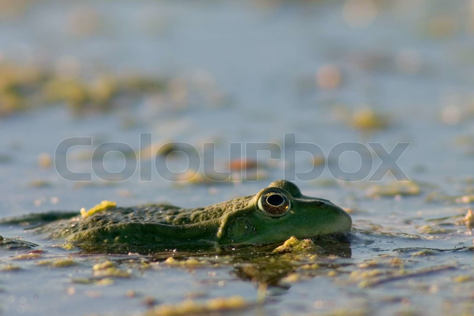close-up photo of frog in swamp | Stock image | Colourbox