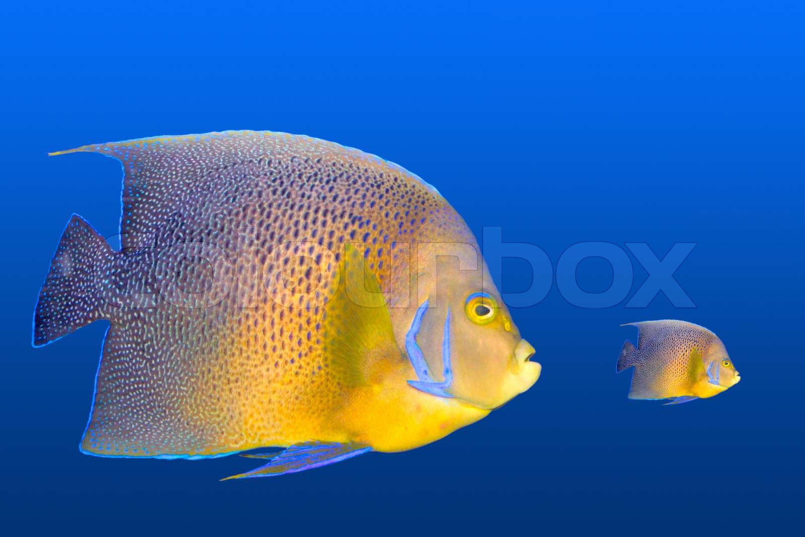 Big fish chasing small fish | Stock image | Colourbox