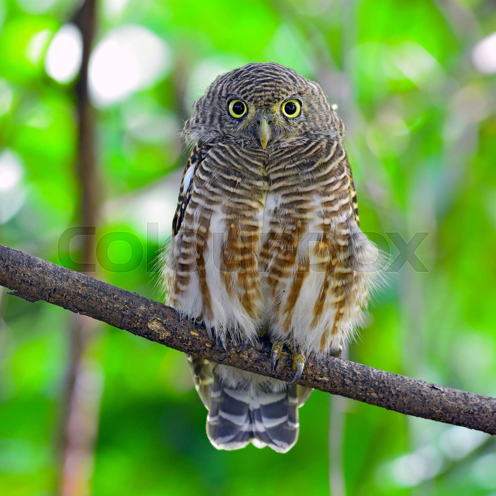 Asian Barred Owlet | Stock image | Colourbox