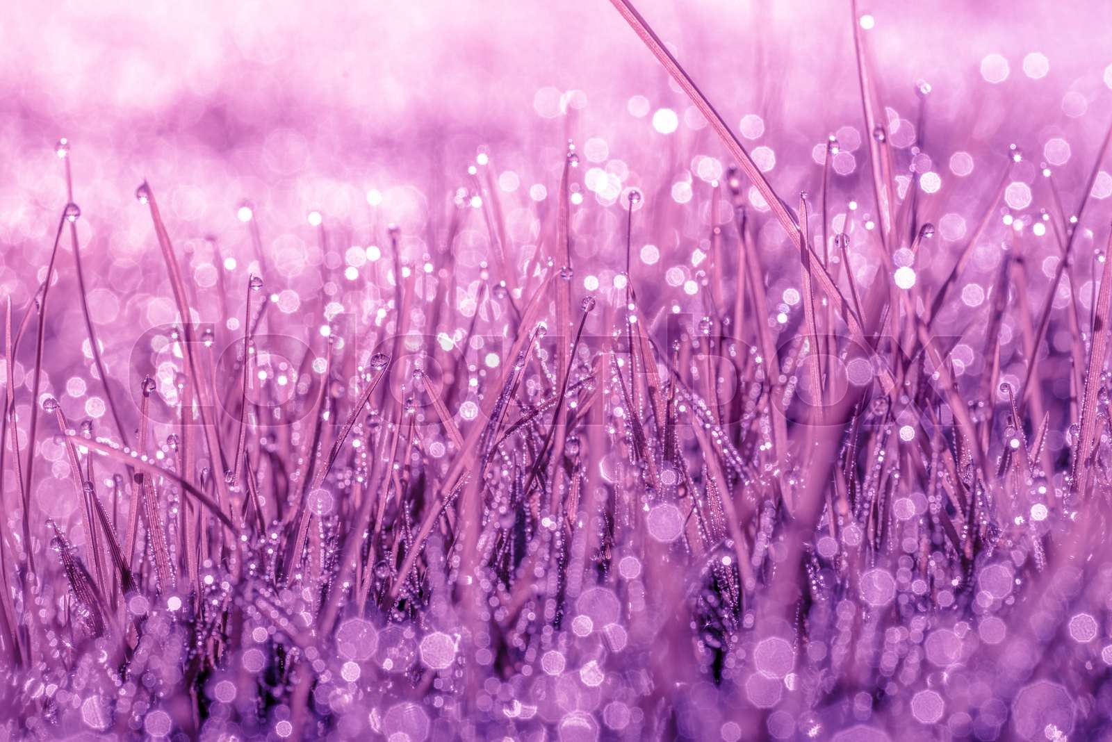 Magical nature in violet color | Stock image | Colourbox