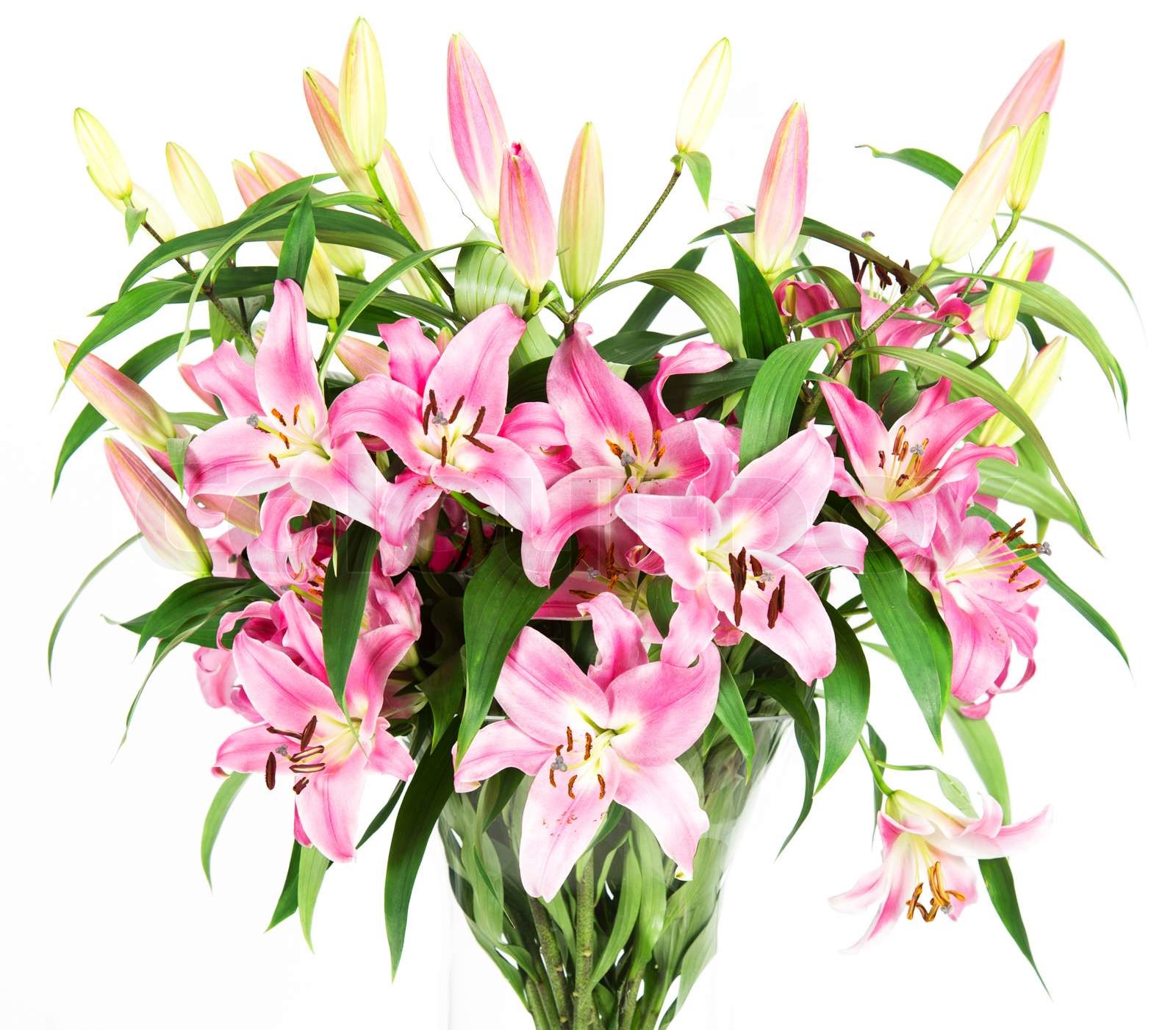 Lyserød lilje blomster isoleret på hvid baggrund | Stock foto | Colourbox