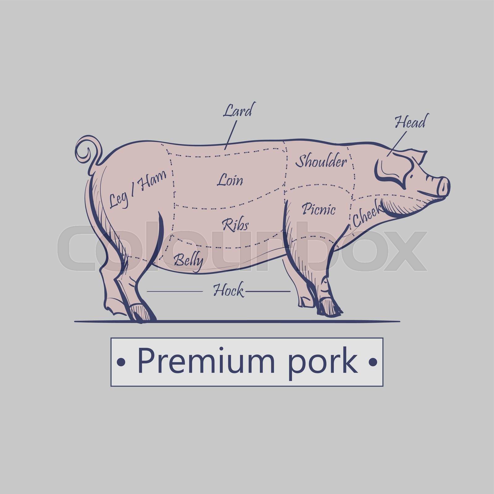 Vector cuts of pork | Stock vector | Colourbox