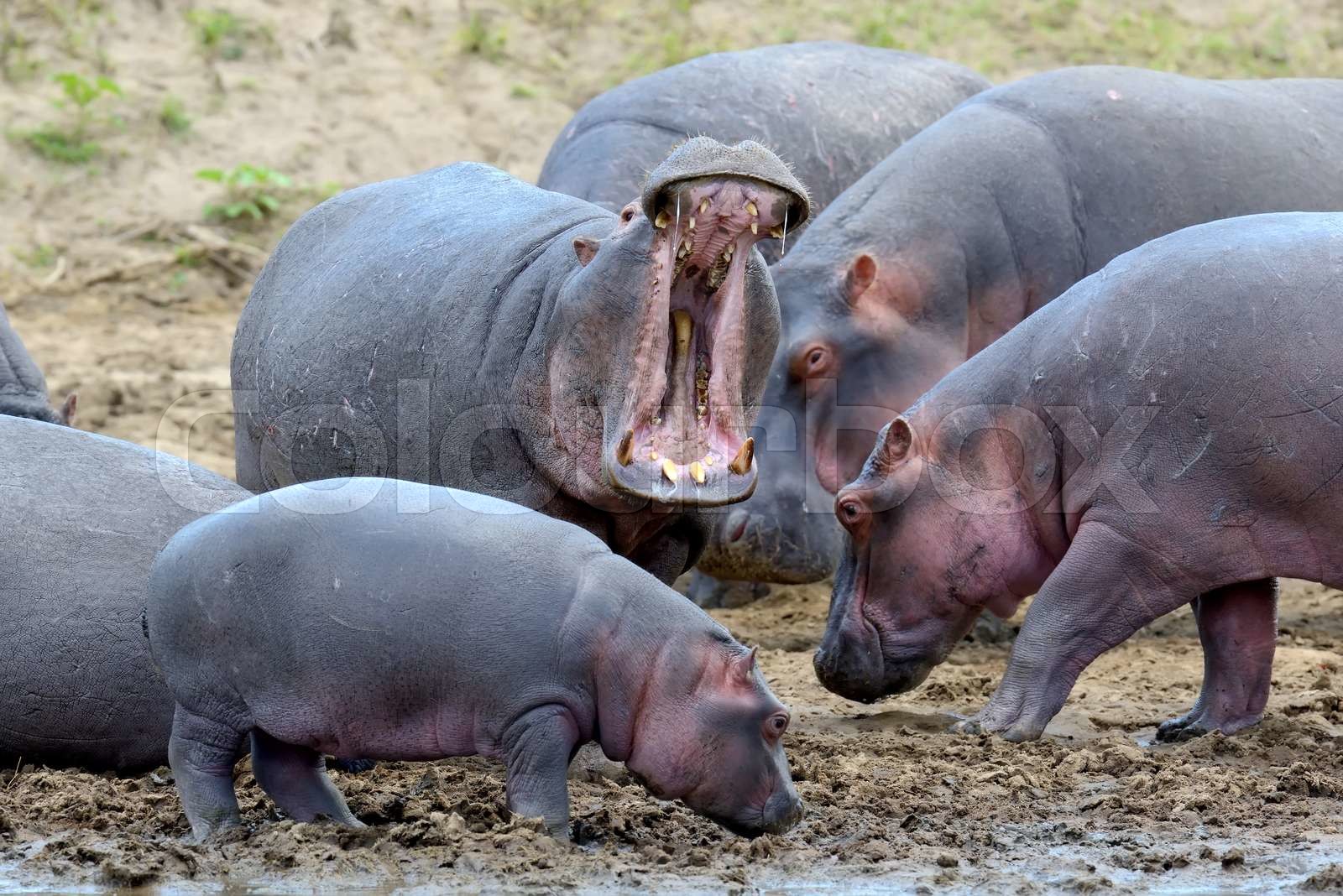 Hippo family | Stock image | Colourbox