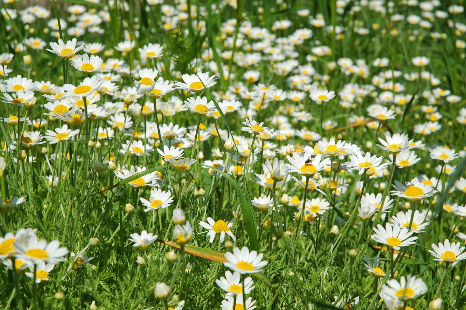 Blooming vilde kamille blomster i en eng | Stock foto | Colourbox